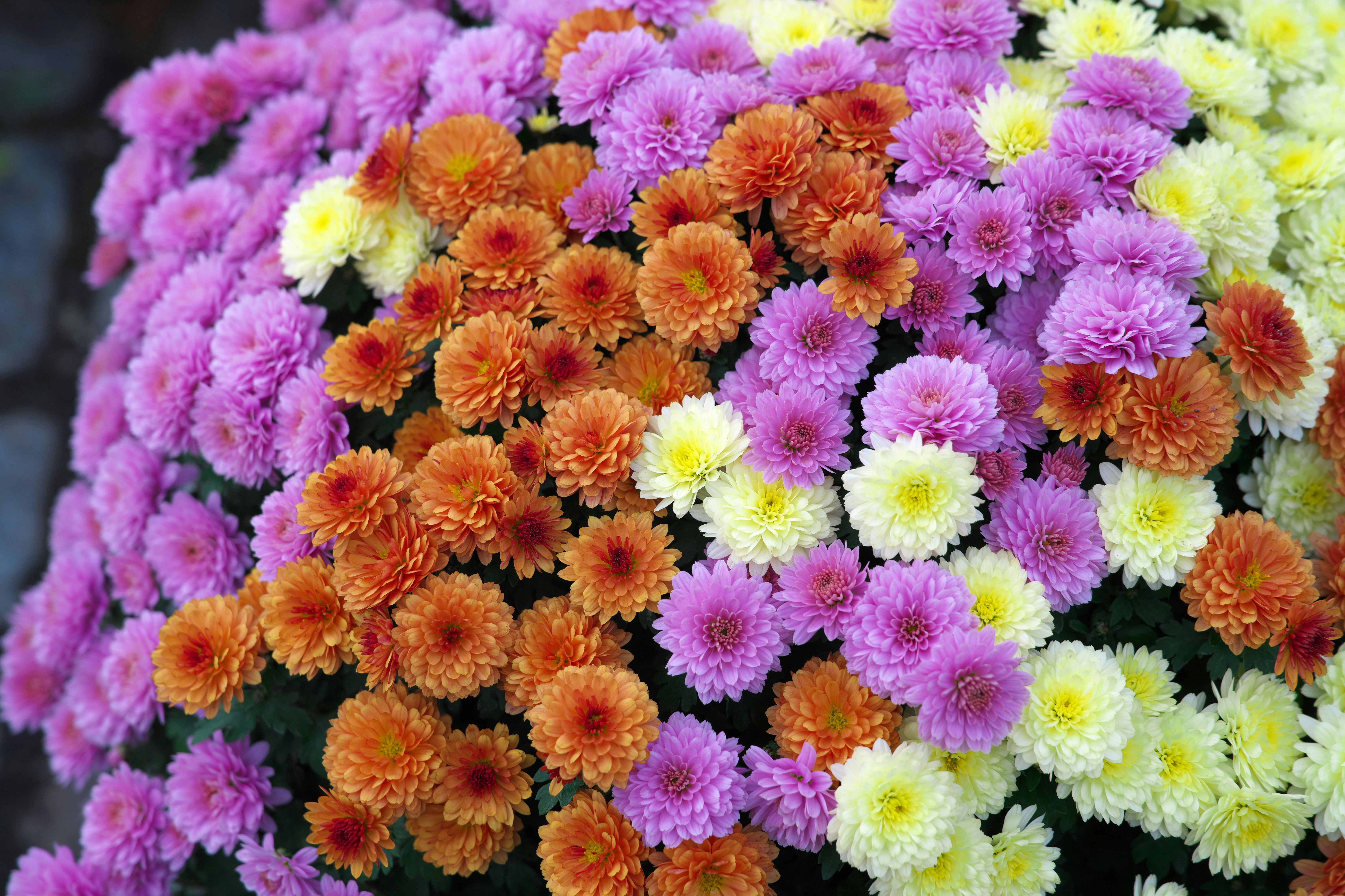 Photo by Tadeusz Zachwieja with Sony Alpha 7R V