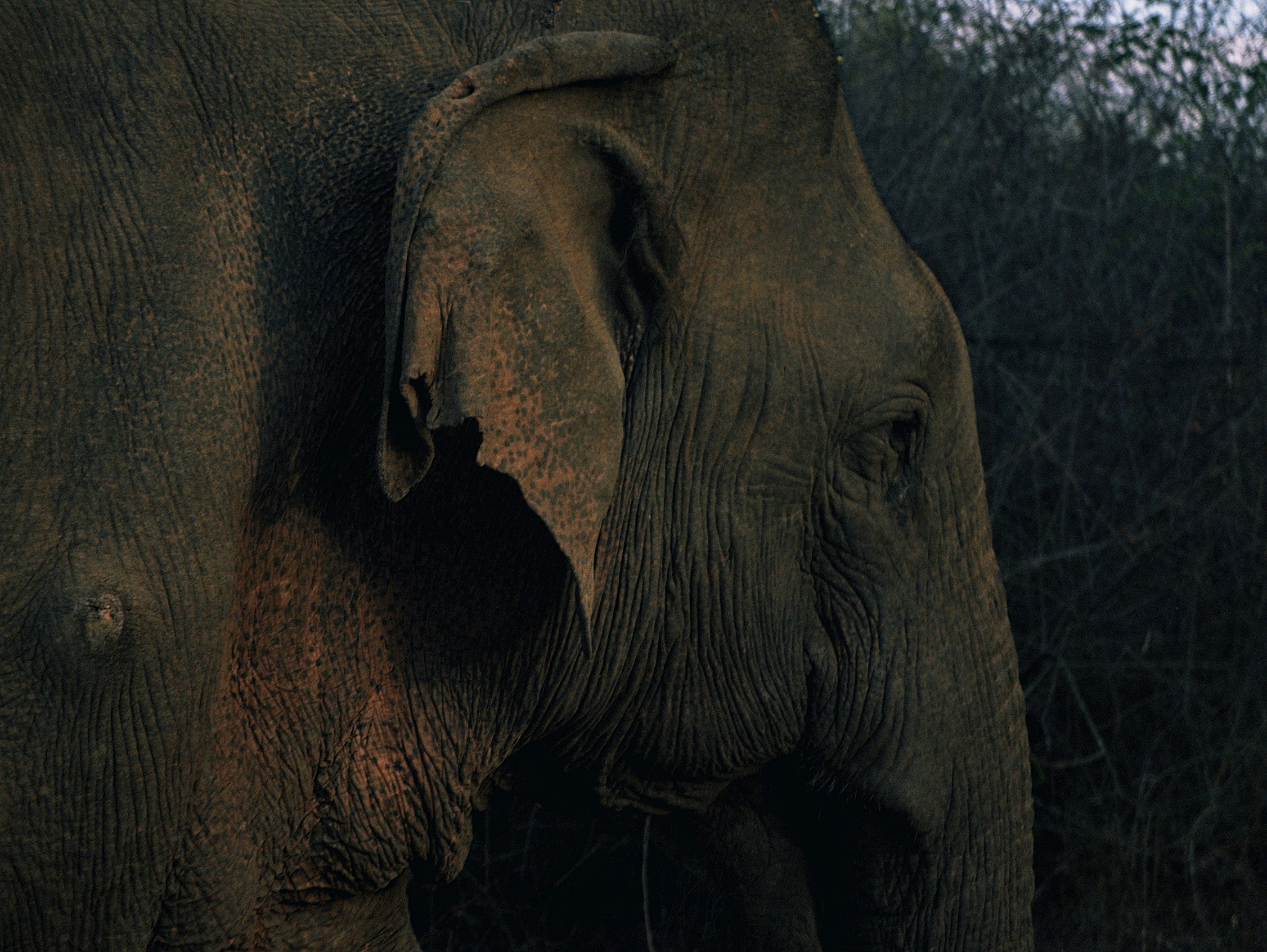 Nightlight Gaze: Close-Up of an Elephant in Velvet Shadow