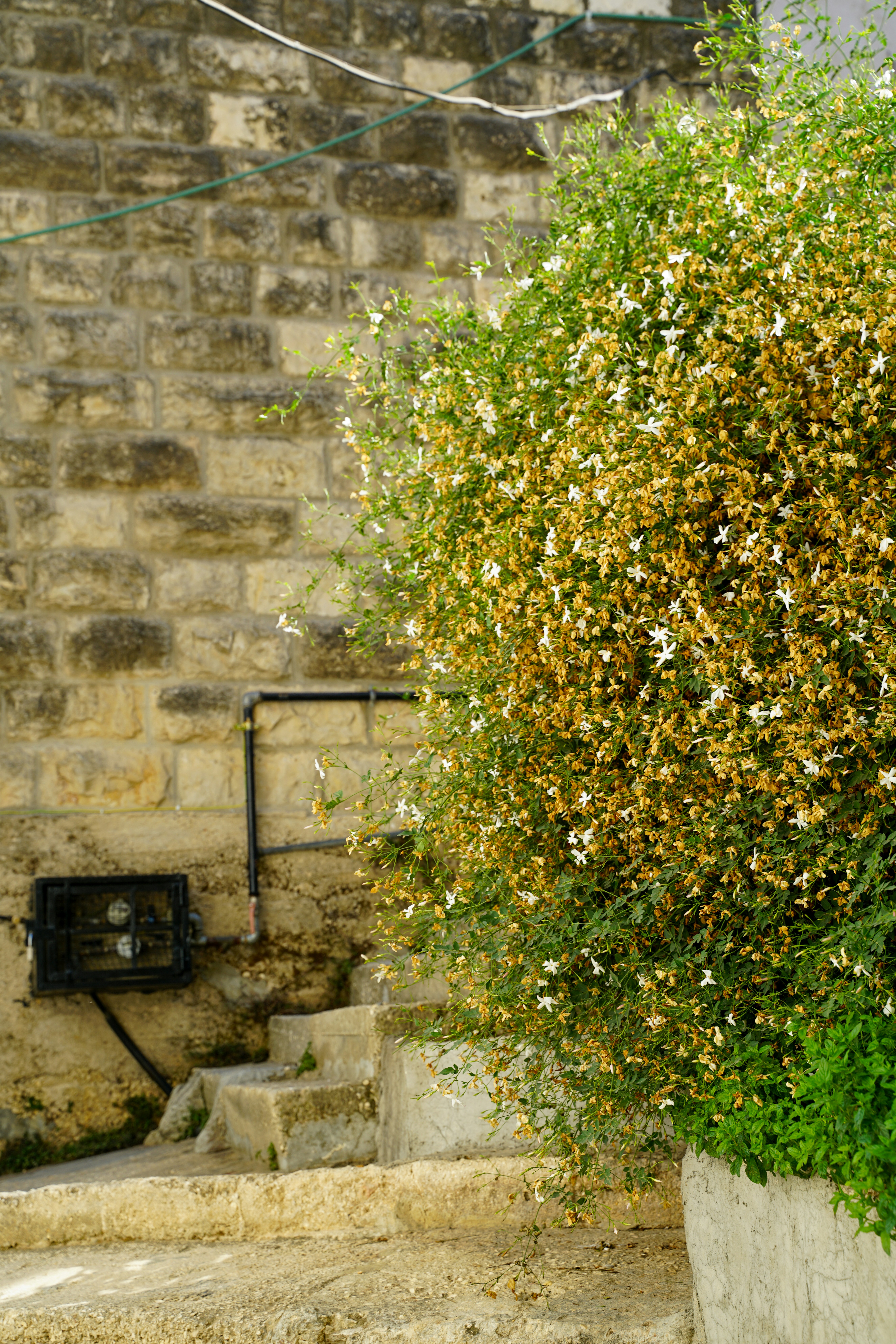 Whispers of White: A Bloom by the Stone Wall