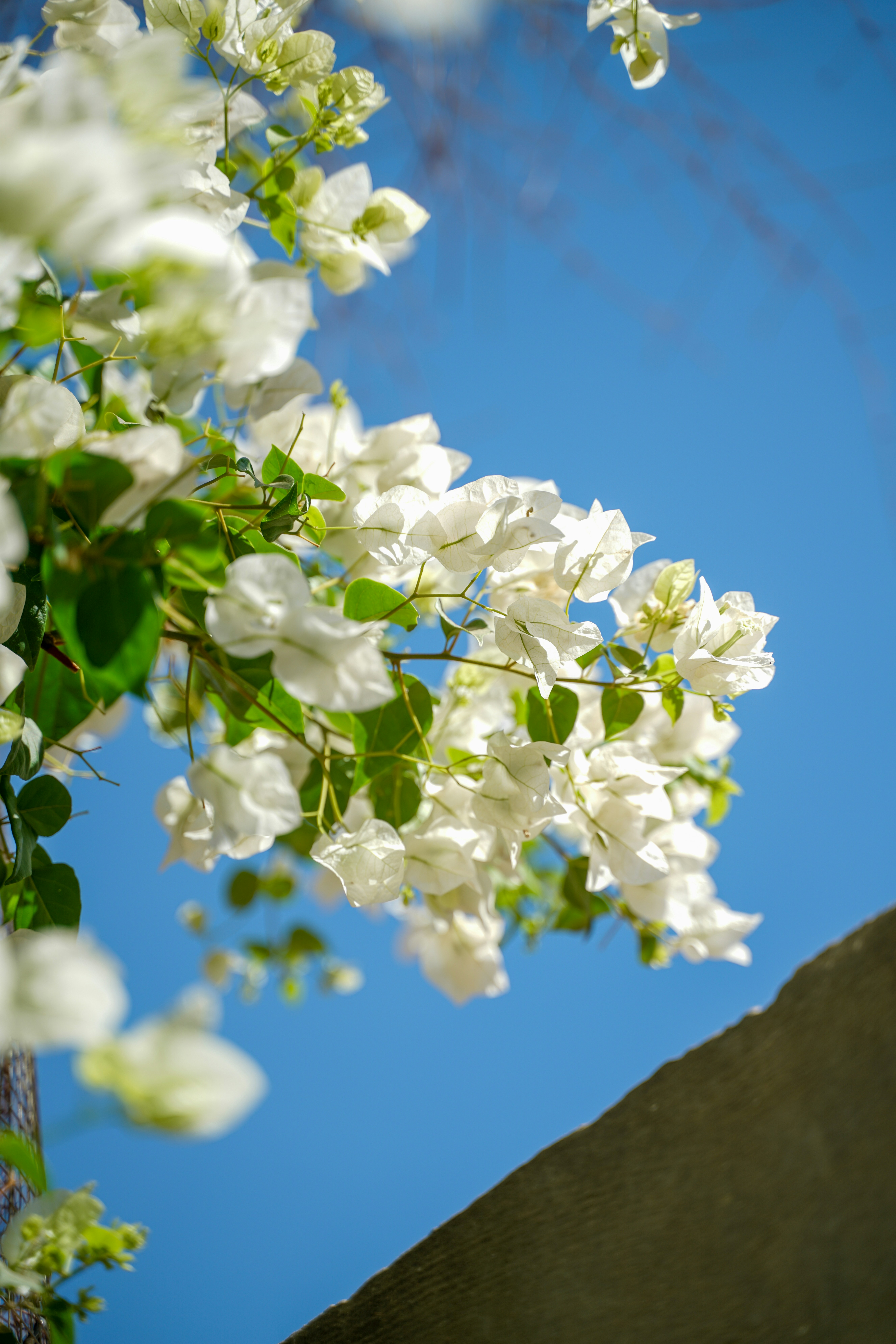 White Bougainvillea Cascade Against a Crisp Blue Sky
