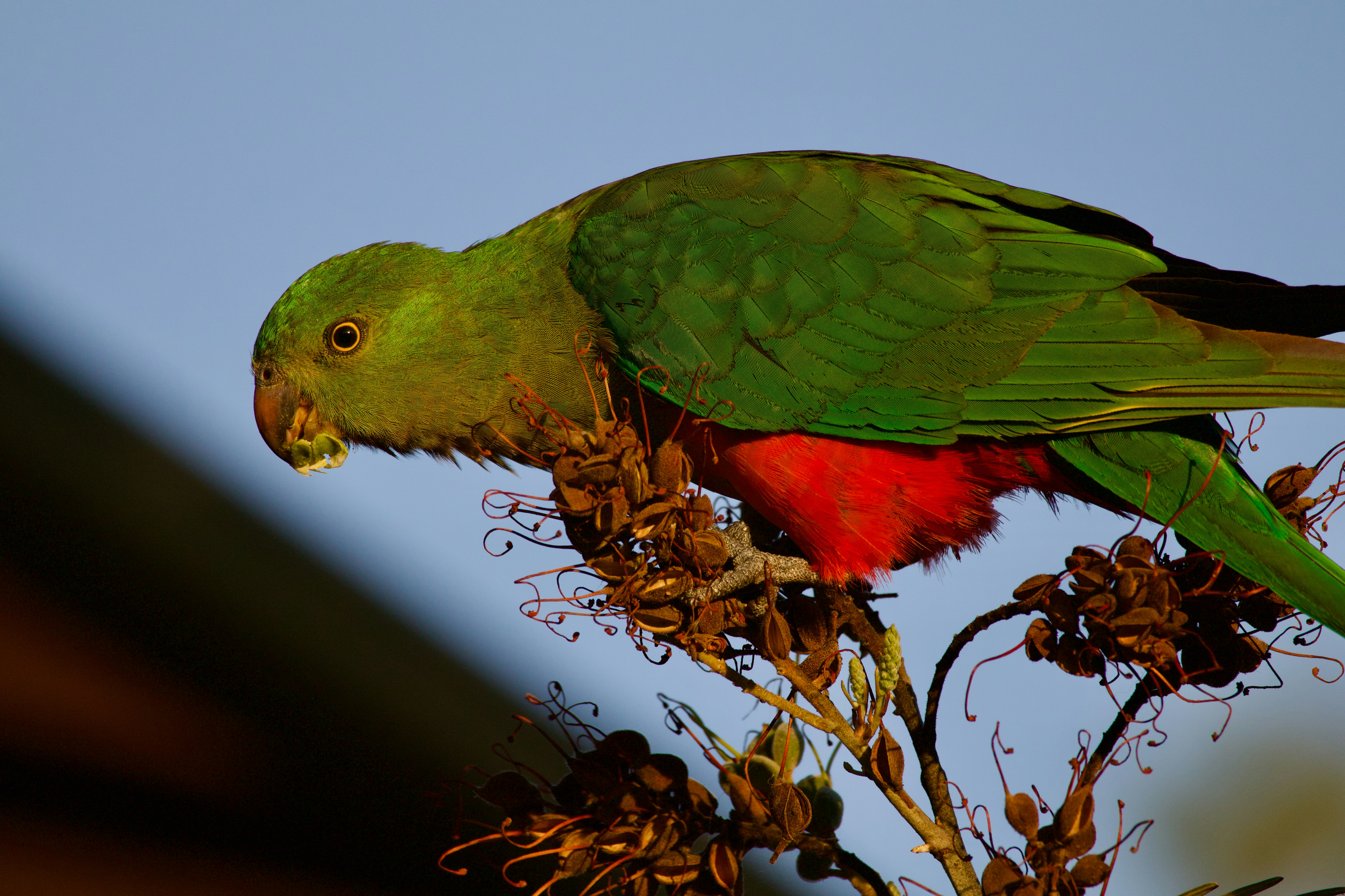 Emerald Parrot on a Dry Vine: Green Plumage with Crimson Belly Against a Clear Sky