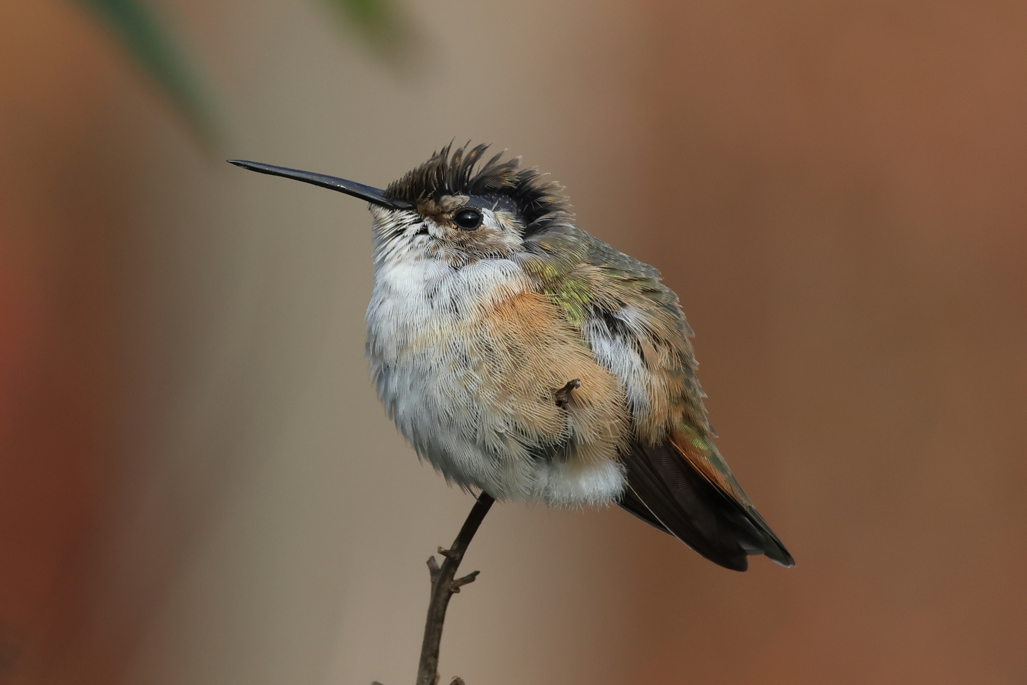 Photo by Nick Godfrey with Canon EOS R7