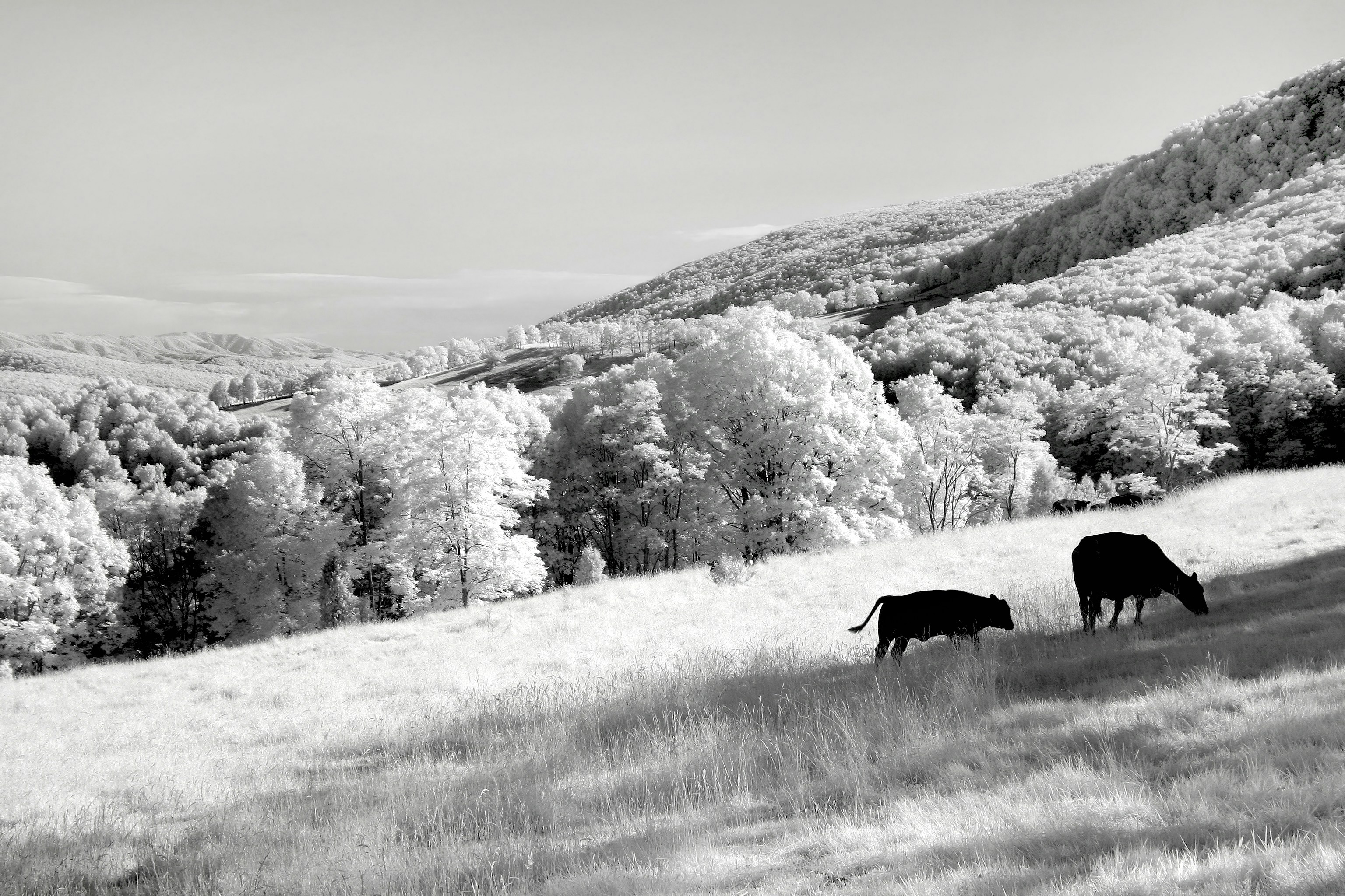 Monochrome Pasture: Two Cows on a Quiet Slope Beneath Distant Hills