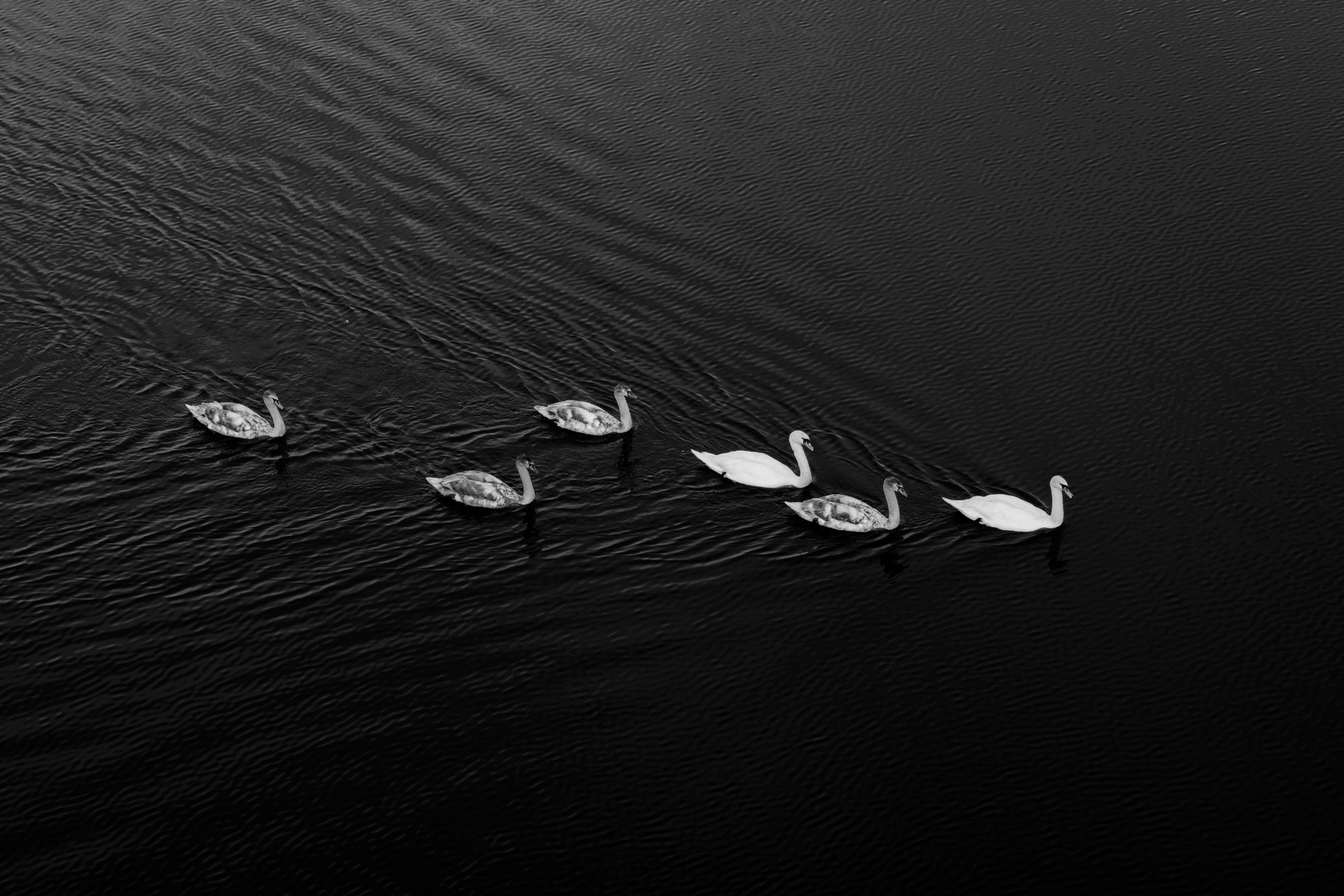 A black and white photo of swans swimming in formation across calm, dark water. A quiet, minimal composition with natural rhythm and texture.