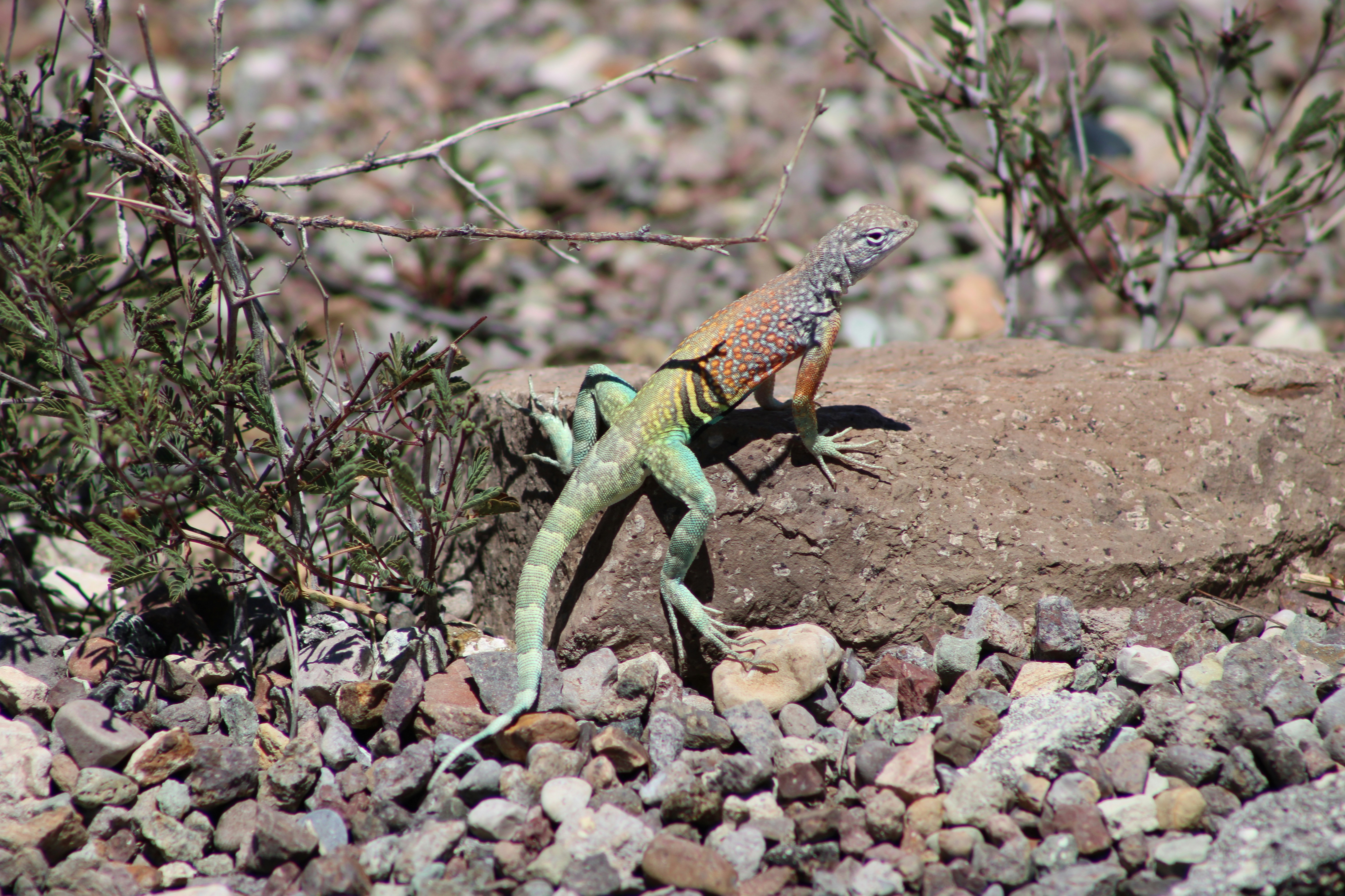 Green-Tailed Gecko Traverses a Pebble Mosaic