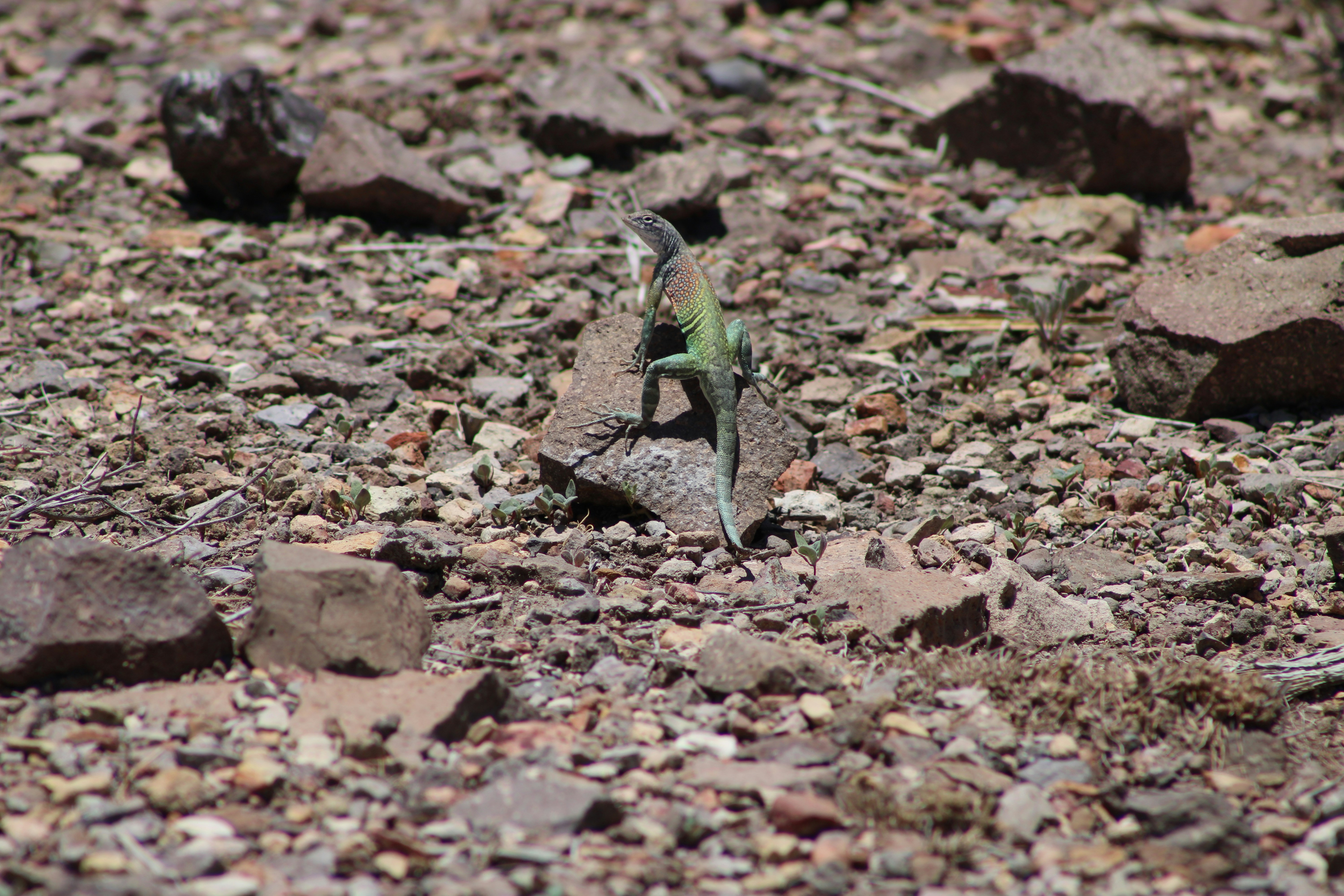 Photo by Lily Gullett with Canon EOS 2000D