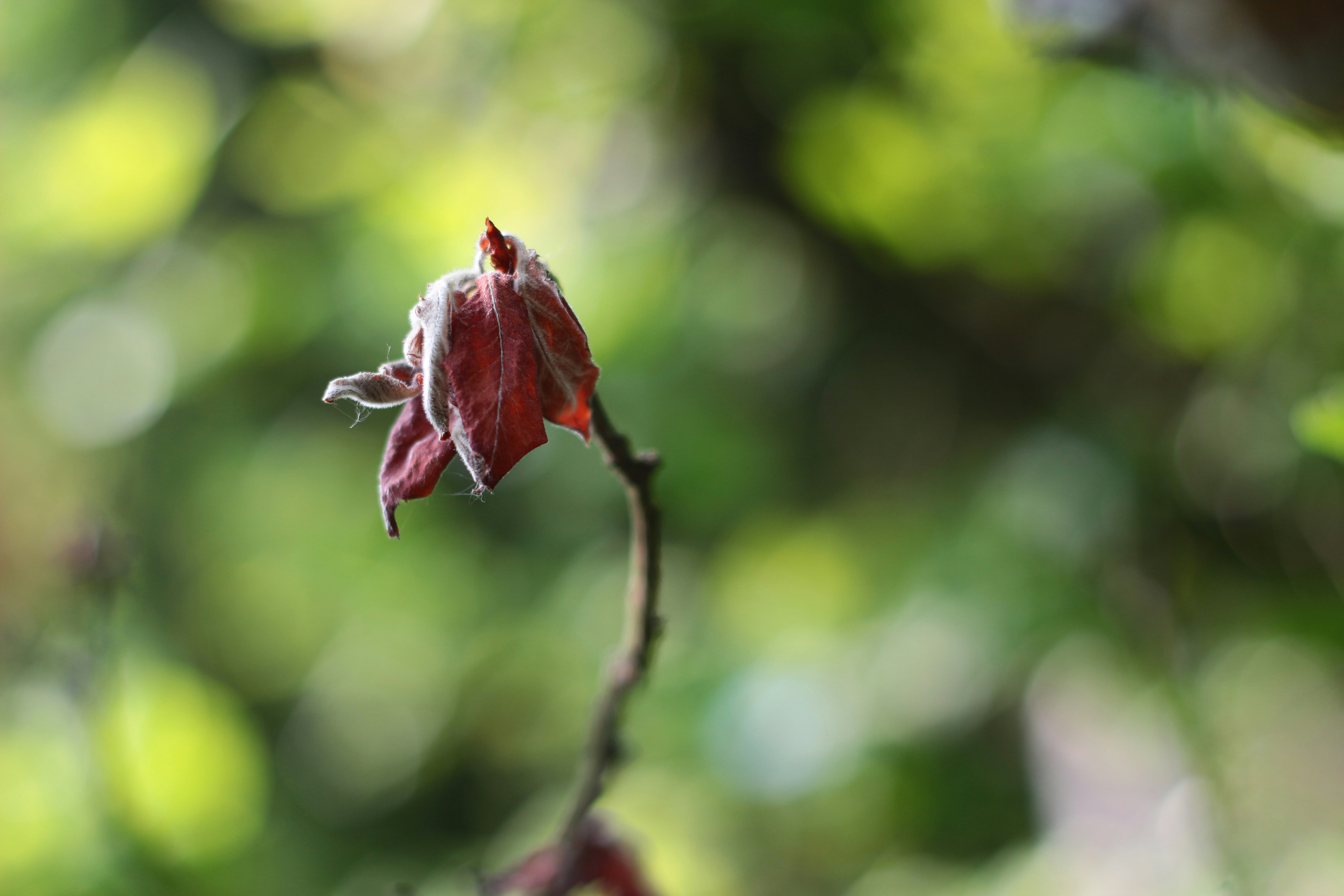 Crimson Leaf in Soft Focus: A Lone Twig Adrift Among Emerald Haze