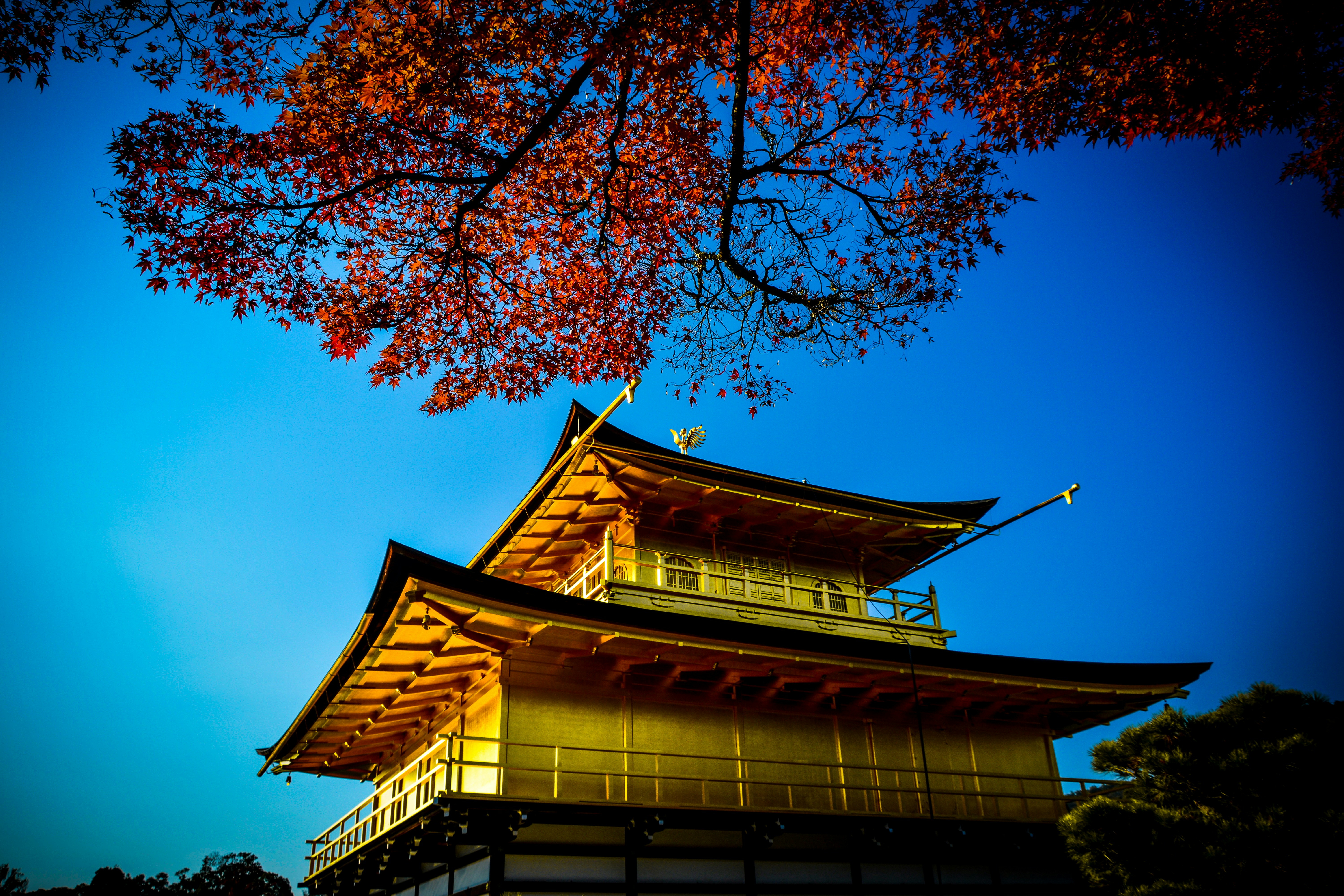 Gold-Tiered Pagoda Pierces a Sapphire Sky, Framed by Scarlet Autumn Leaves
