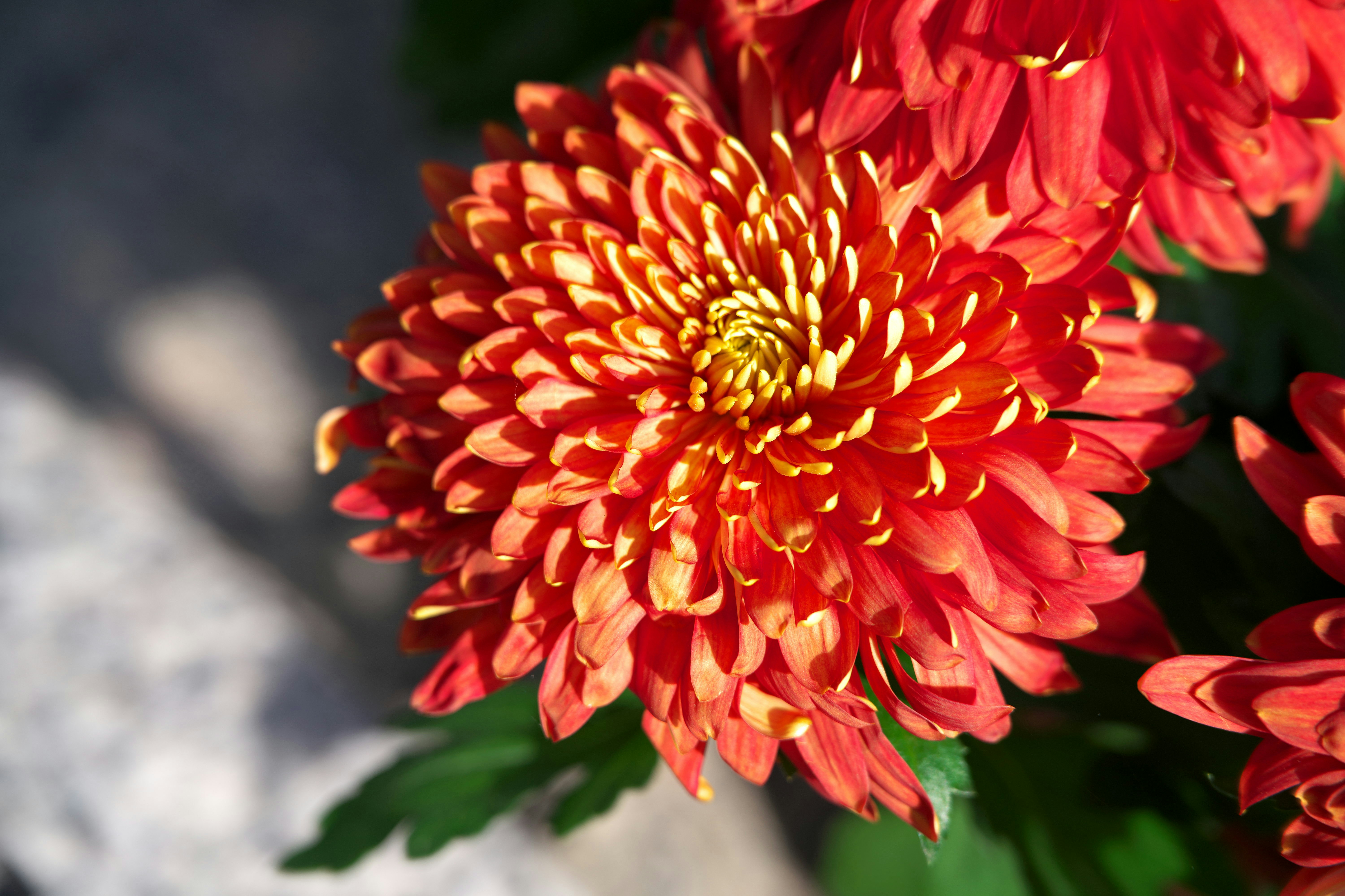 Photo by Tadeusz Zachwieja with Sony Alpha 7R V