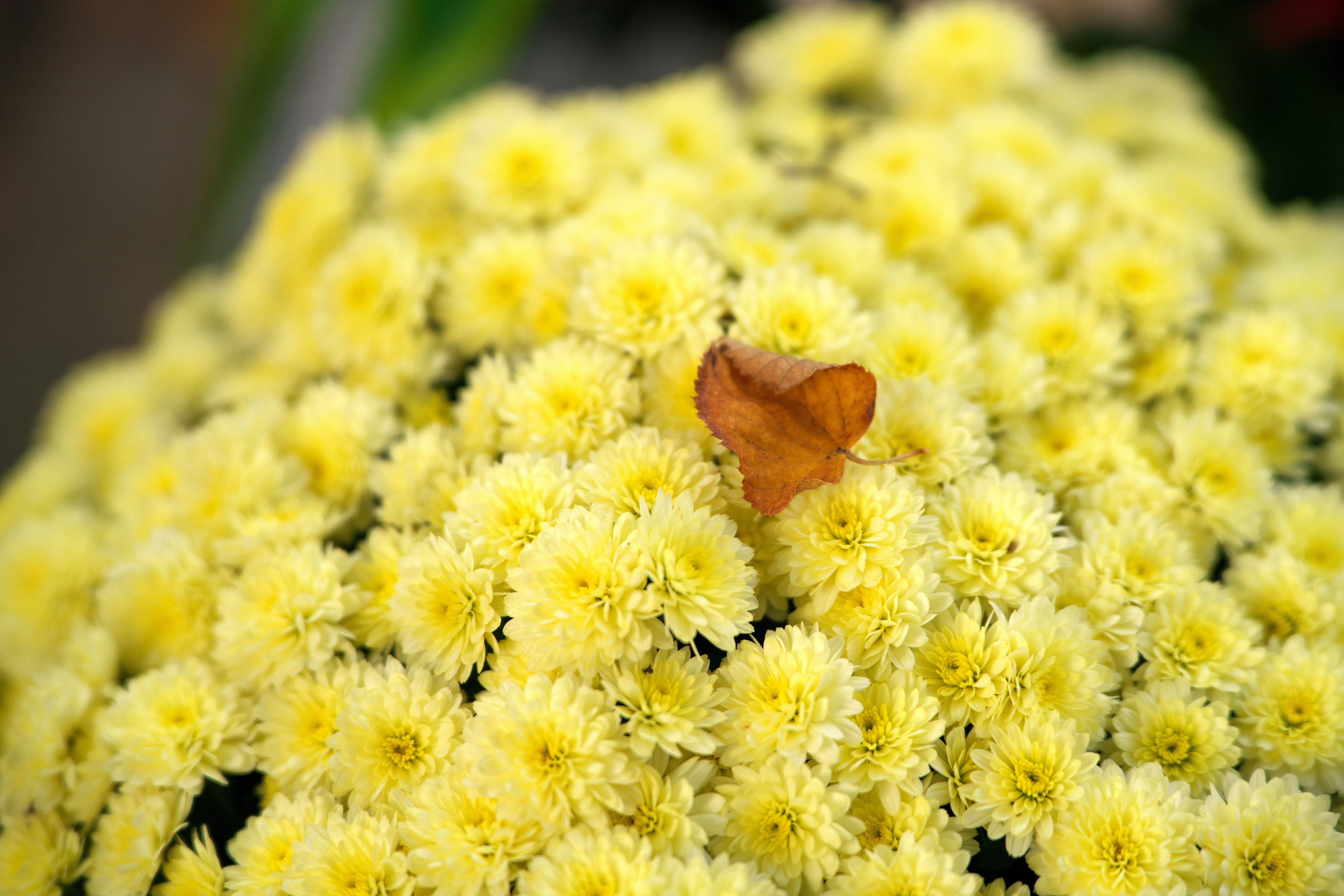 Photo by Tadeusz Zachwieja with Sony Alpha 7R V