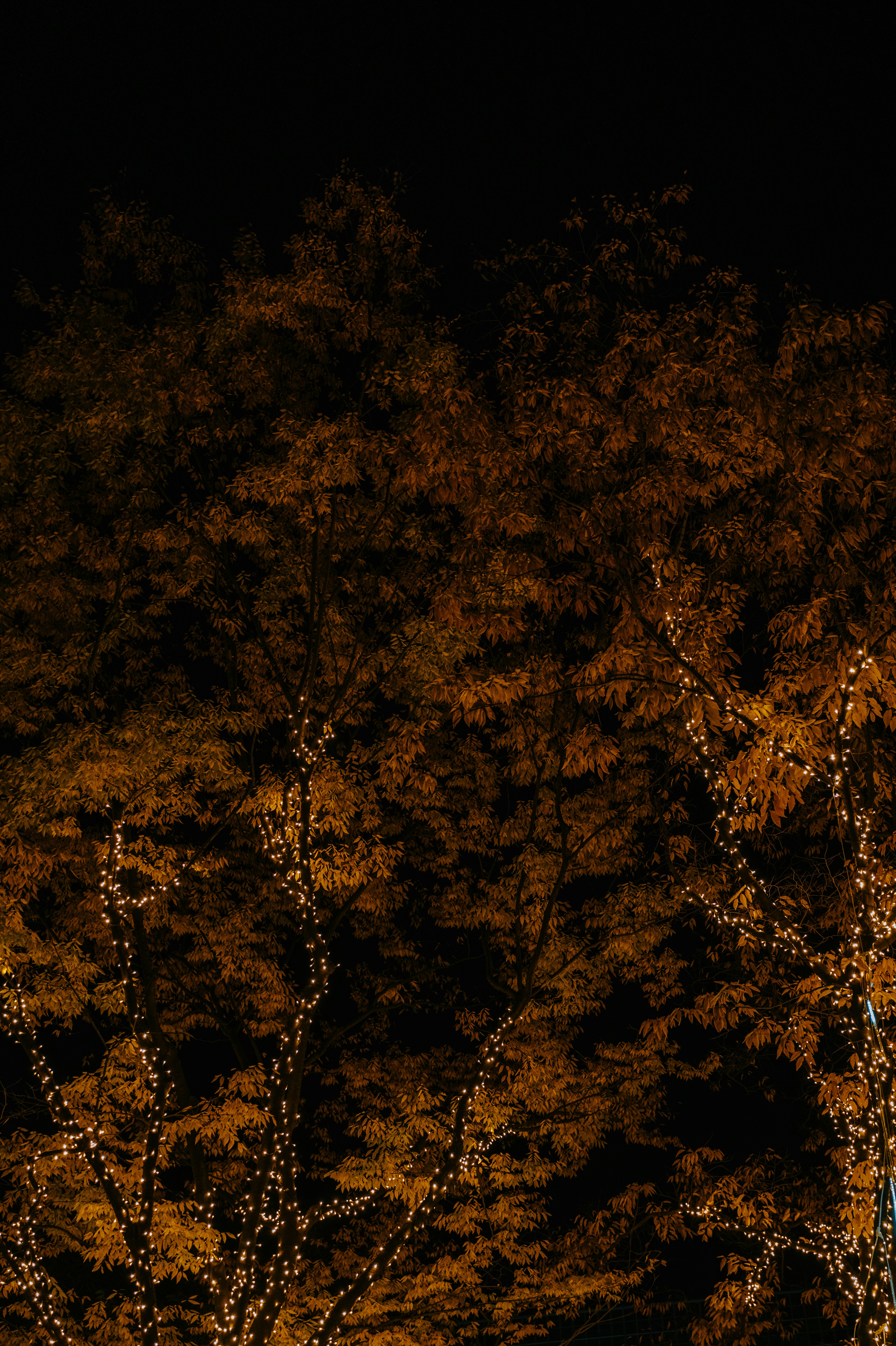 Lanterned Canopy: Night-lit Maples Draped in Autumn Glow