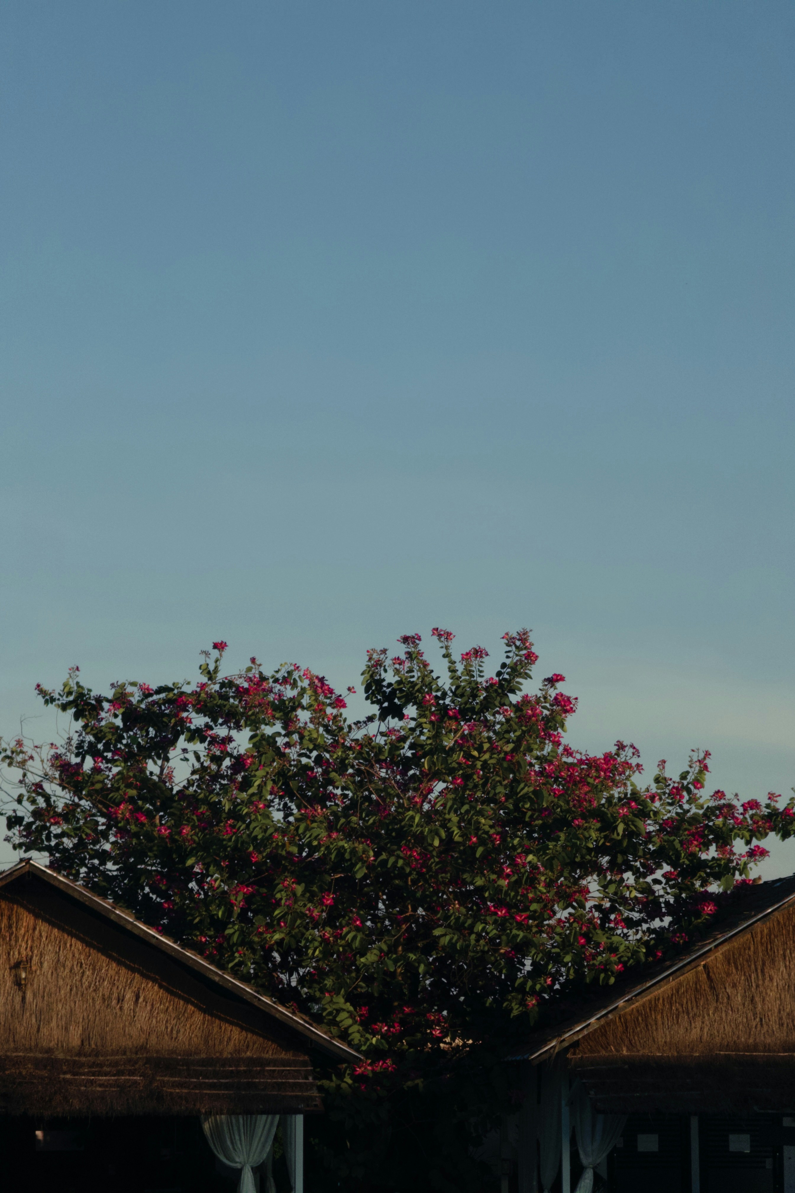 Photo by bee with Apple iPhone 15 Pro Max