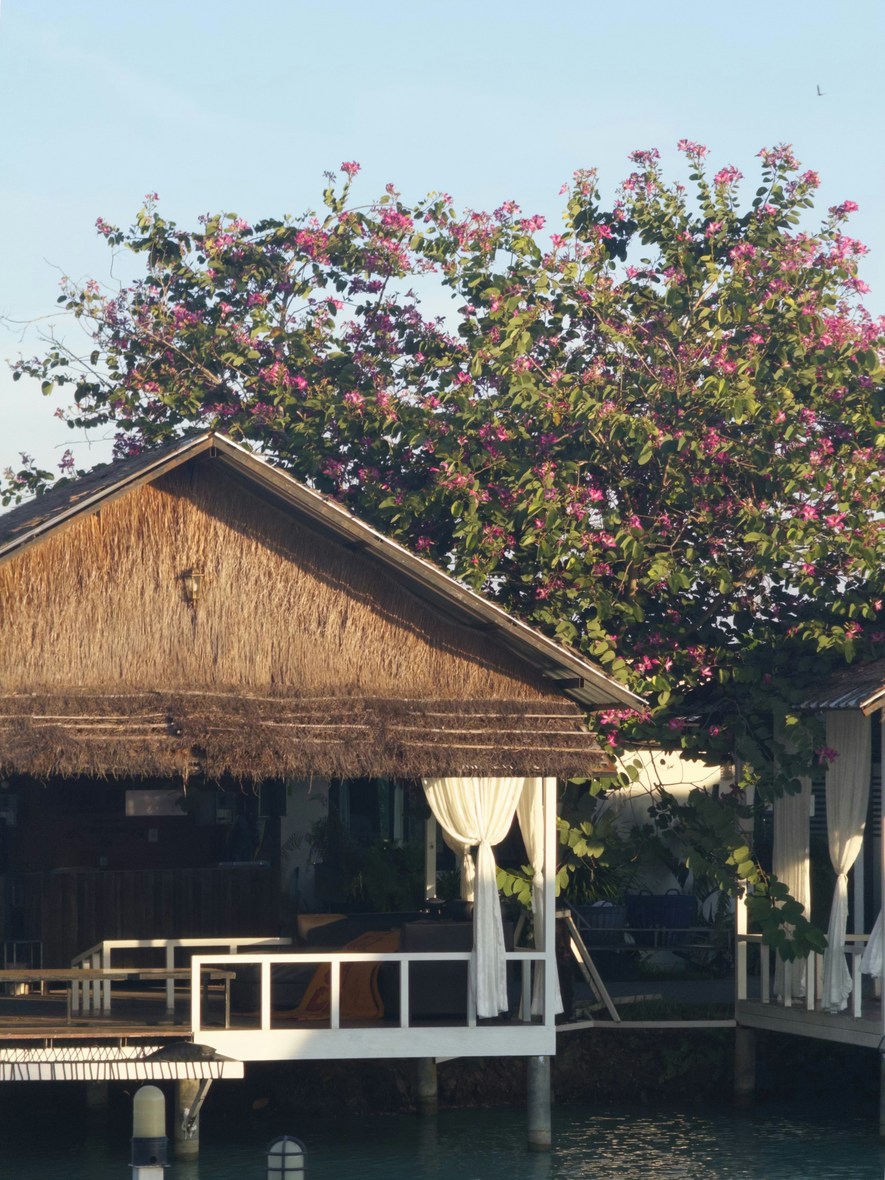 Thatched Waterfront Pavilion Framed by Pink Bougainvillea