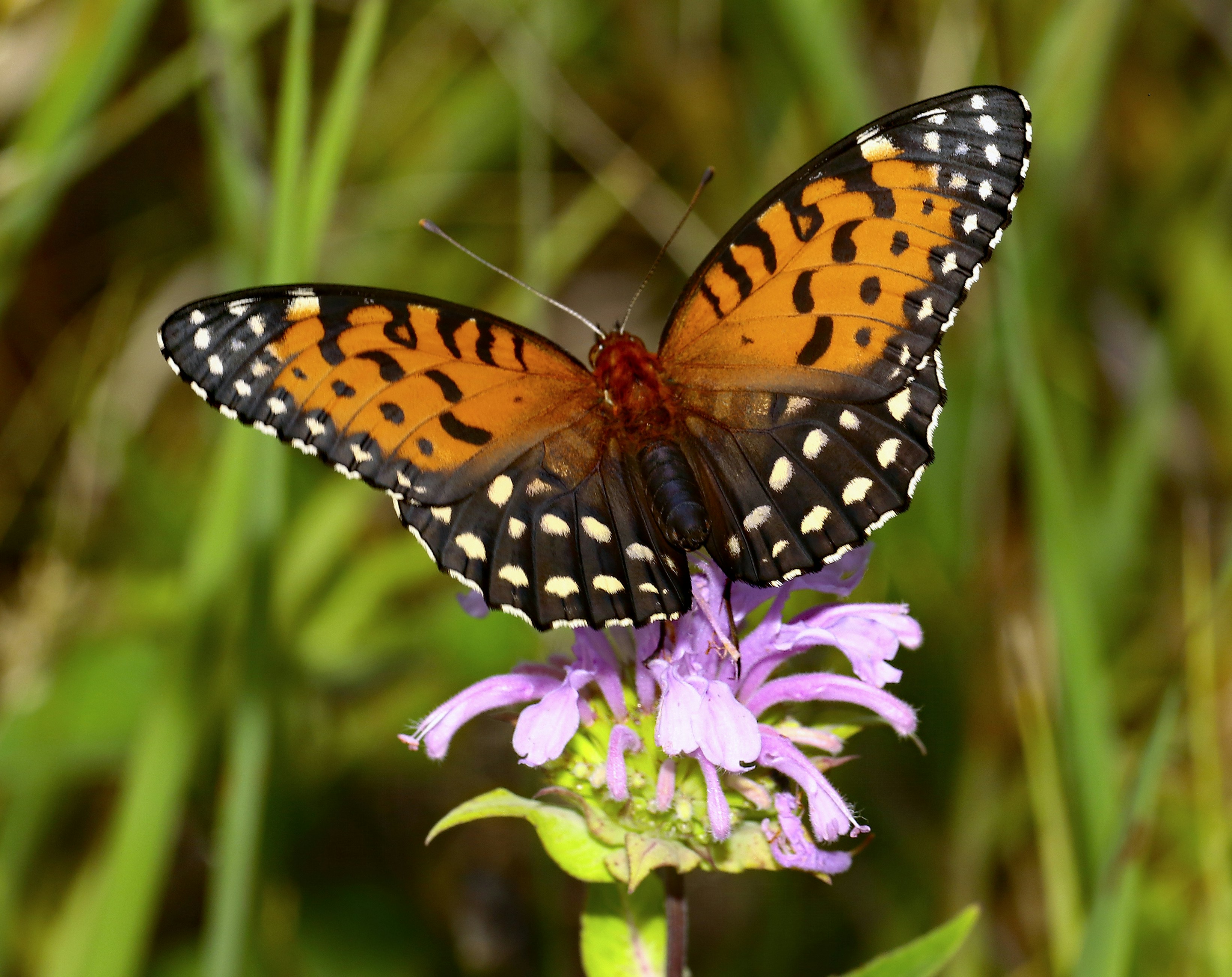 Regal fritillary (Speyeria idalia) Driftless Area, Southern WI, USA taken: 7/23/2020, image no: _F2A3843aaa2025