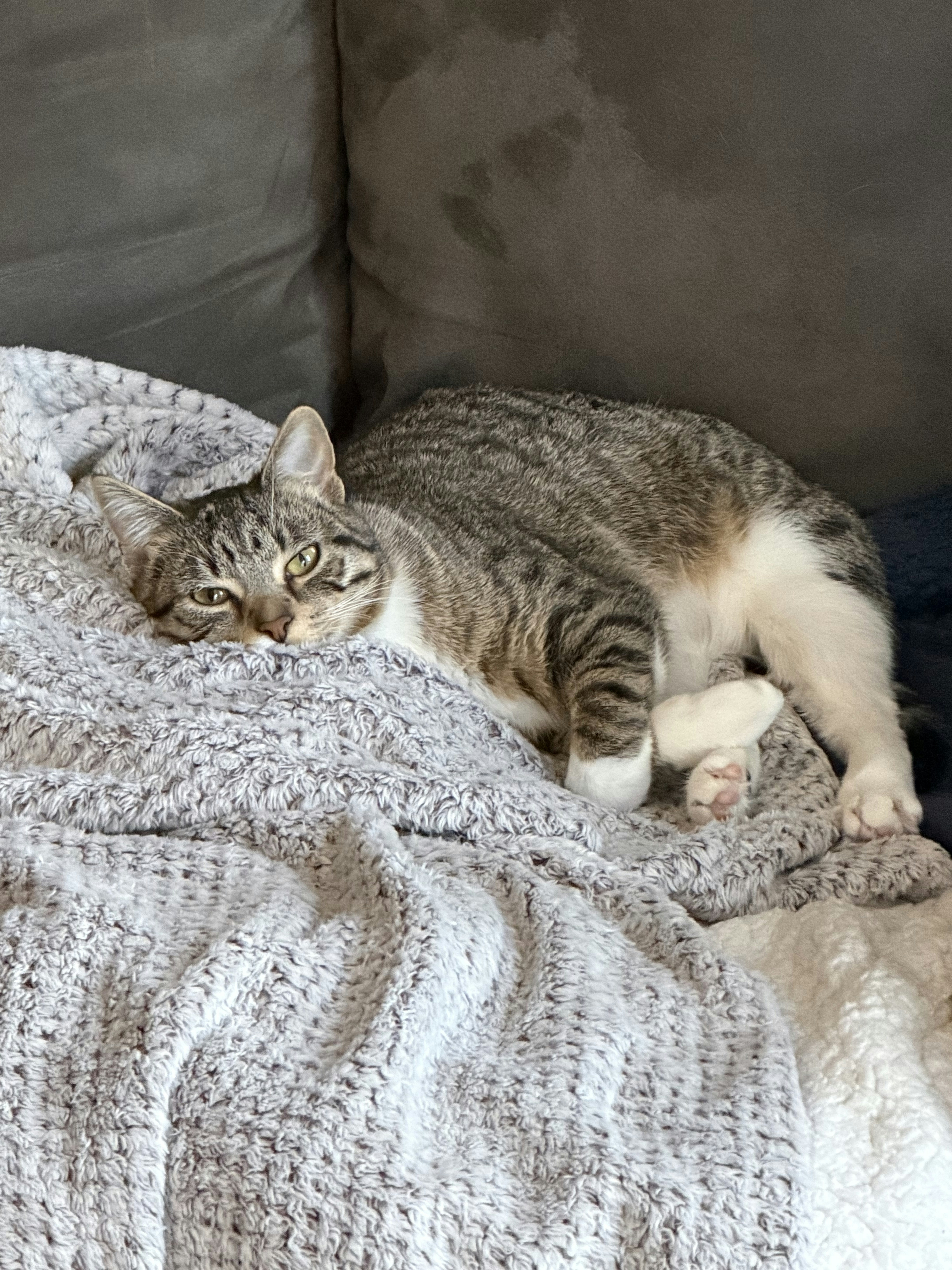 A tabby cat rests on a soft, textured blanket.