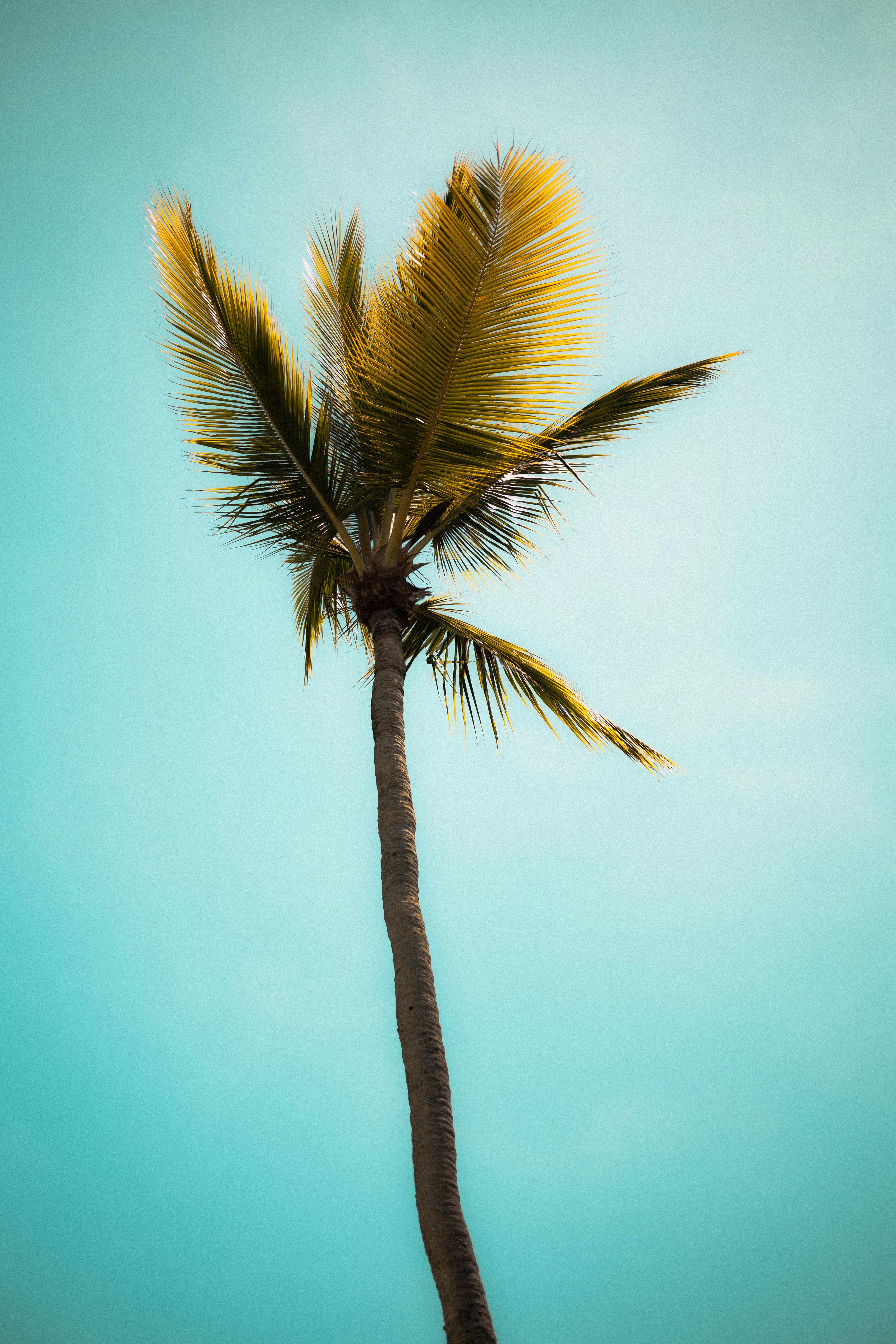 Crown of Fronds Against a Mint-Blue Sky
