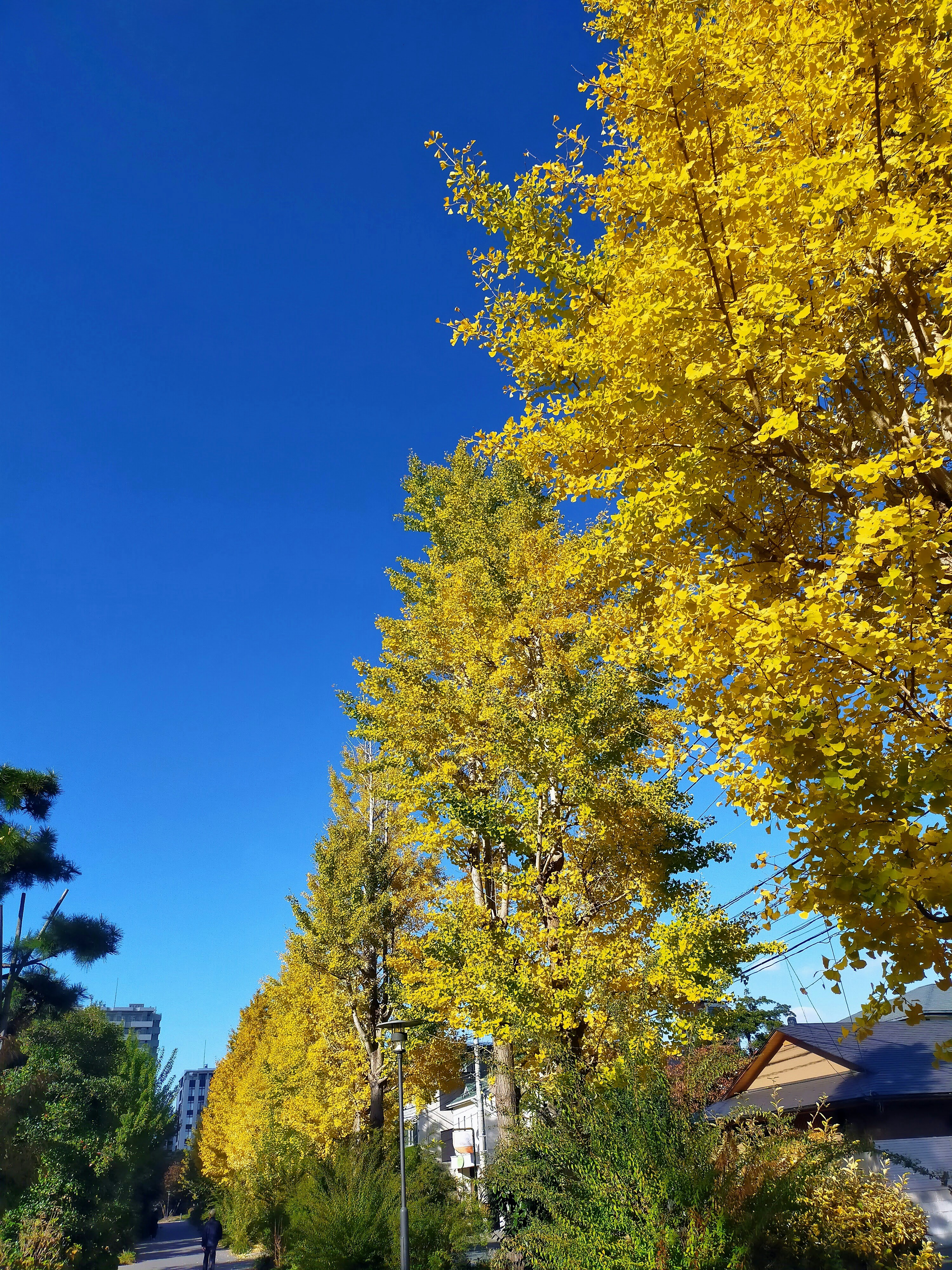 Photo by LINDA with Oppo A5 2020