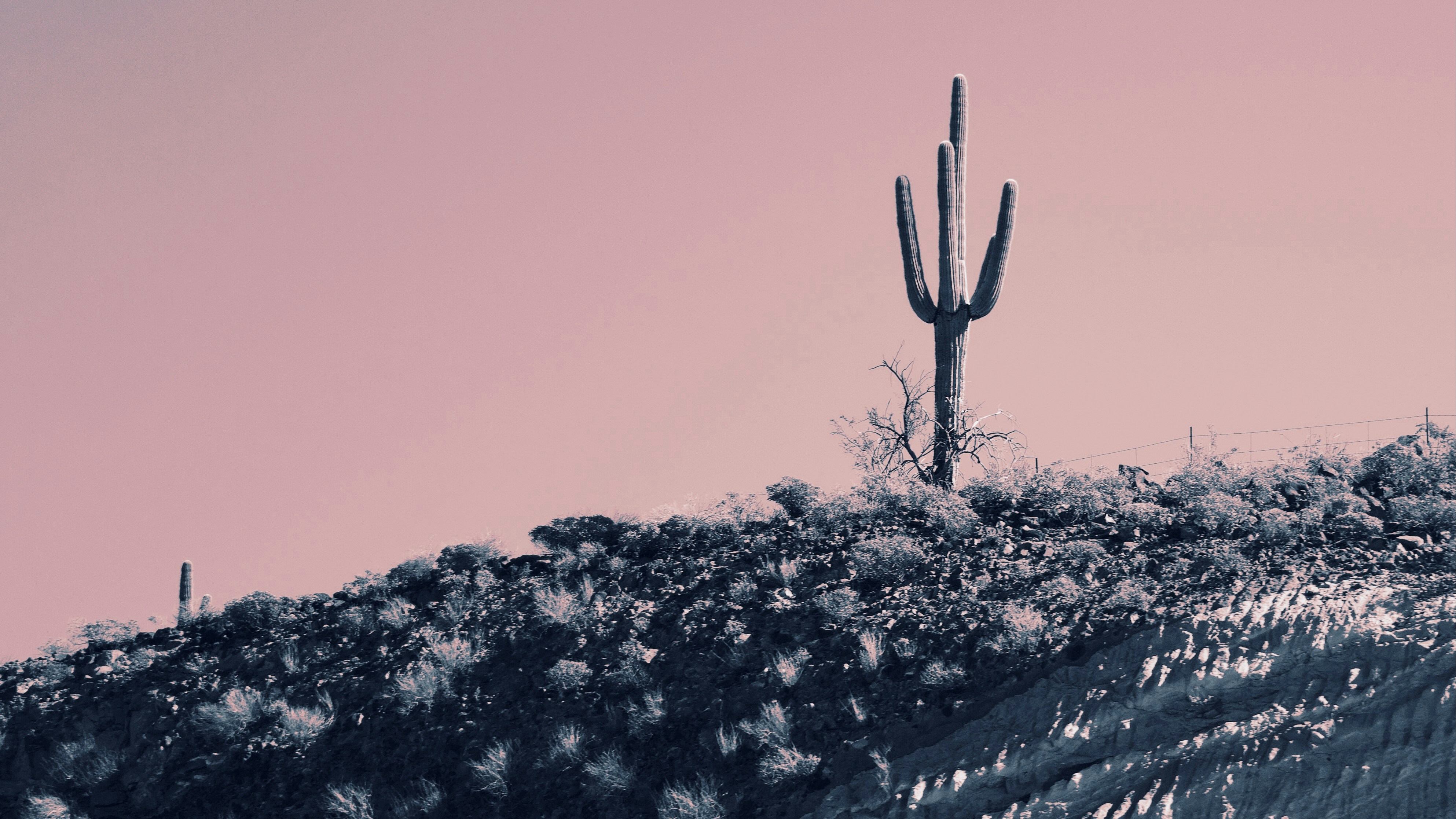 Pink Dusk over Desert Ridge: Lone Saguaro Stands Sentinel