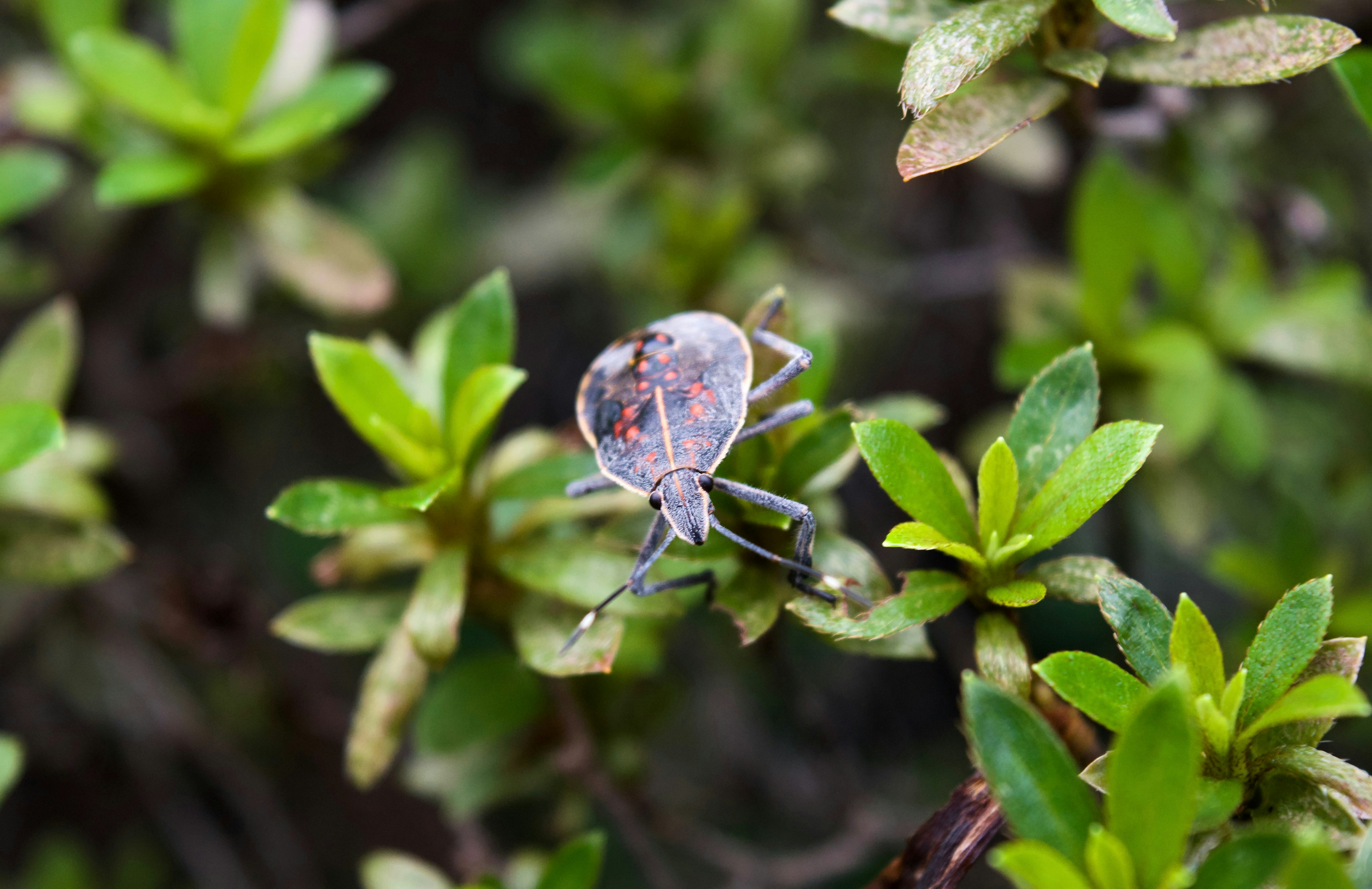 Close-Up Shieldbug: A Tiny Armor on Spring Greenery