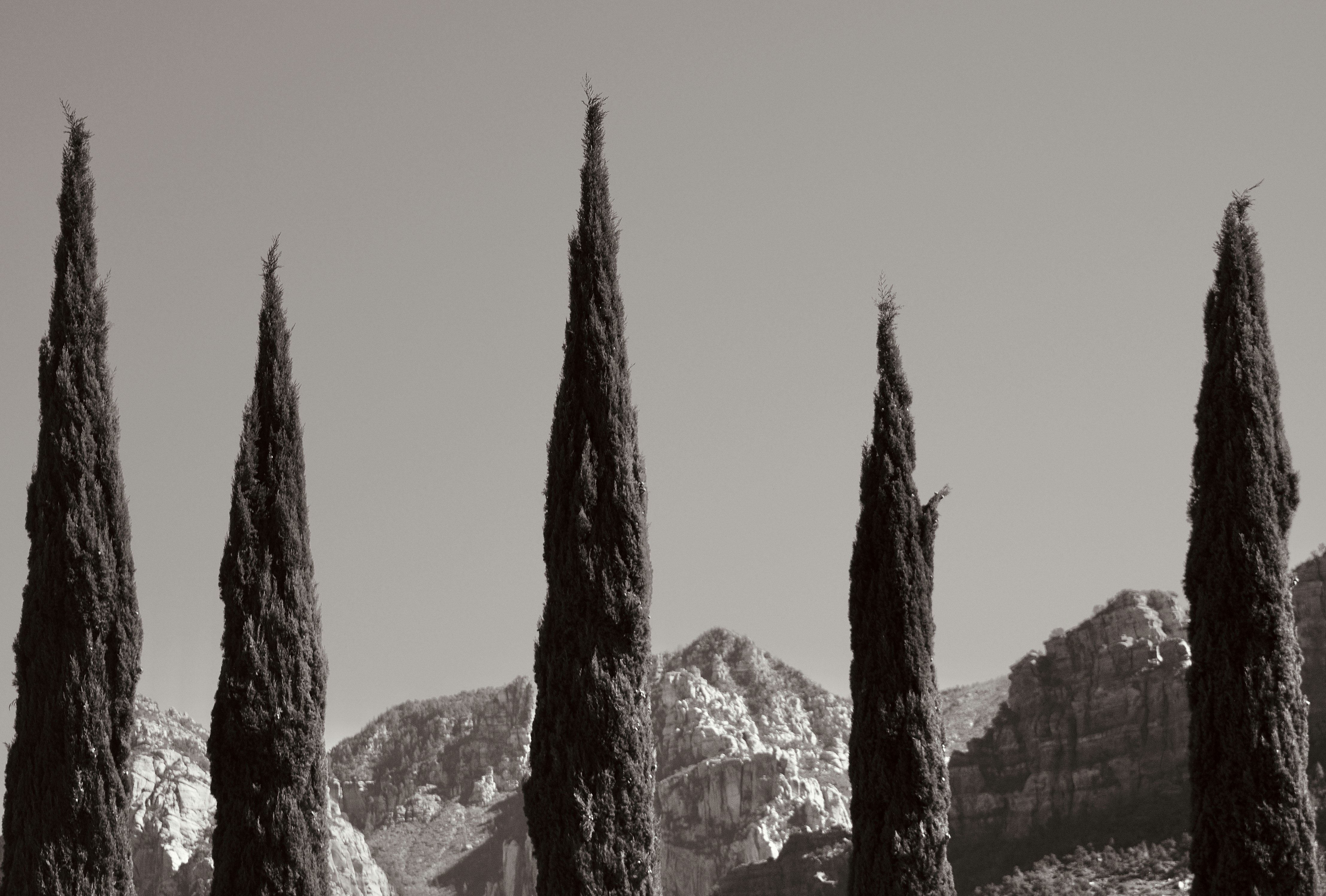 Cypress Sentinels Framing a Granite Ridge