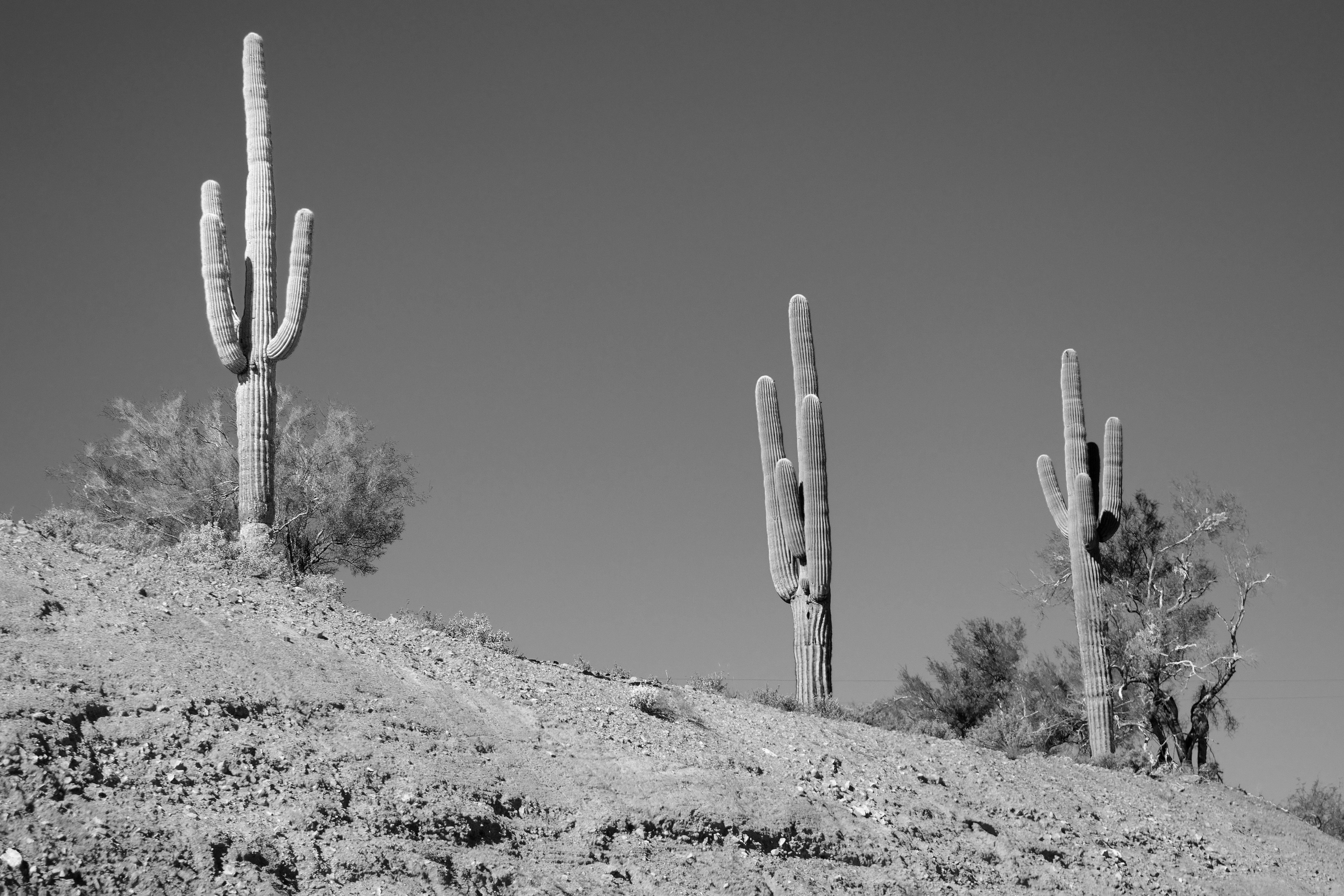 Three Desert Sentinels: Cacti Rise on a Pebbled Slope