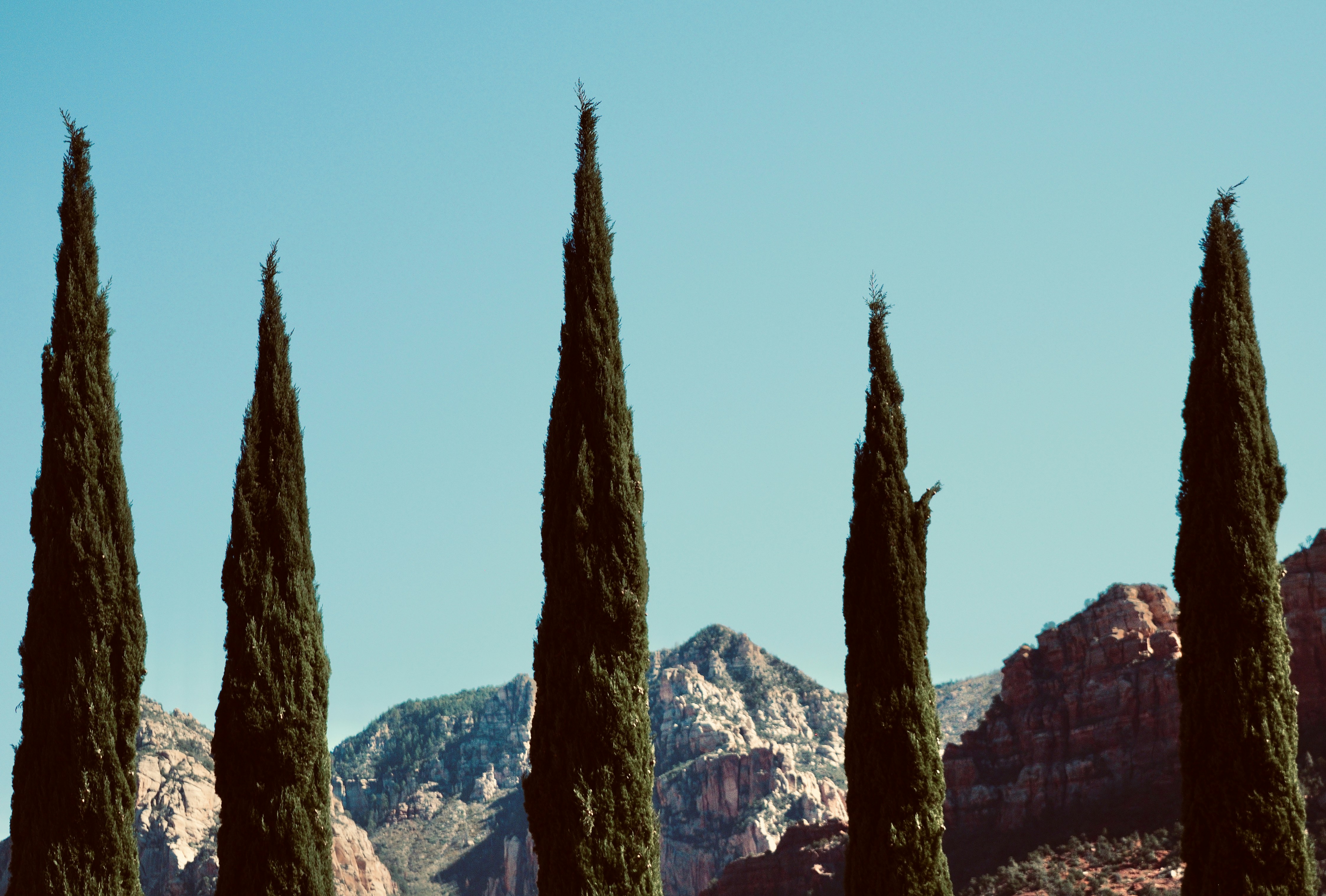 Five Cypress Sentinels Framing a Desert Mountain Range