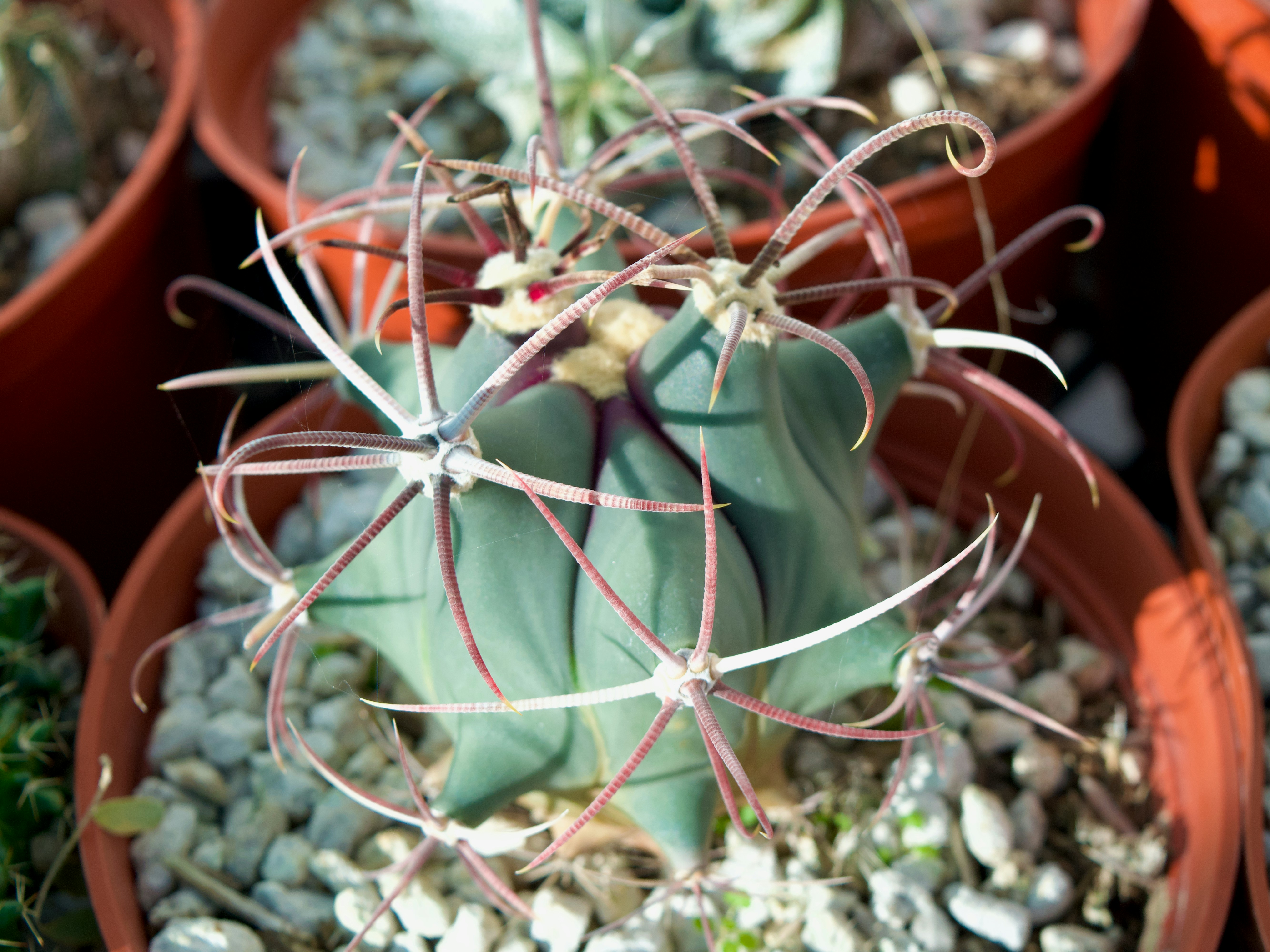 Radial Spine Crown: Desert Star Emerges from Clay