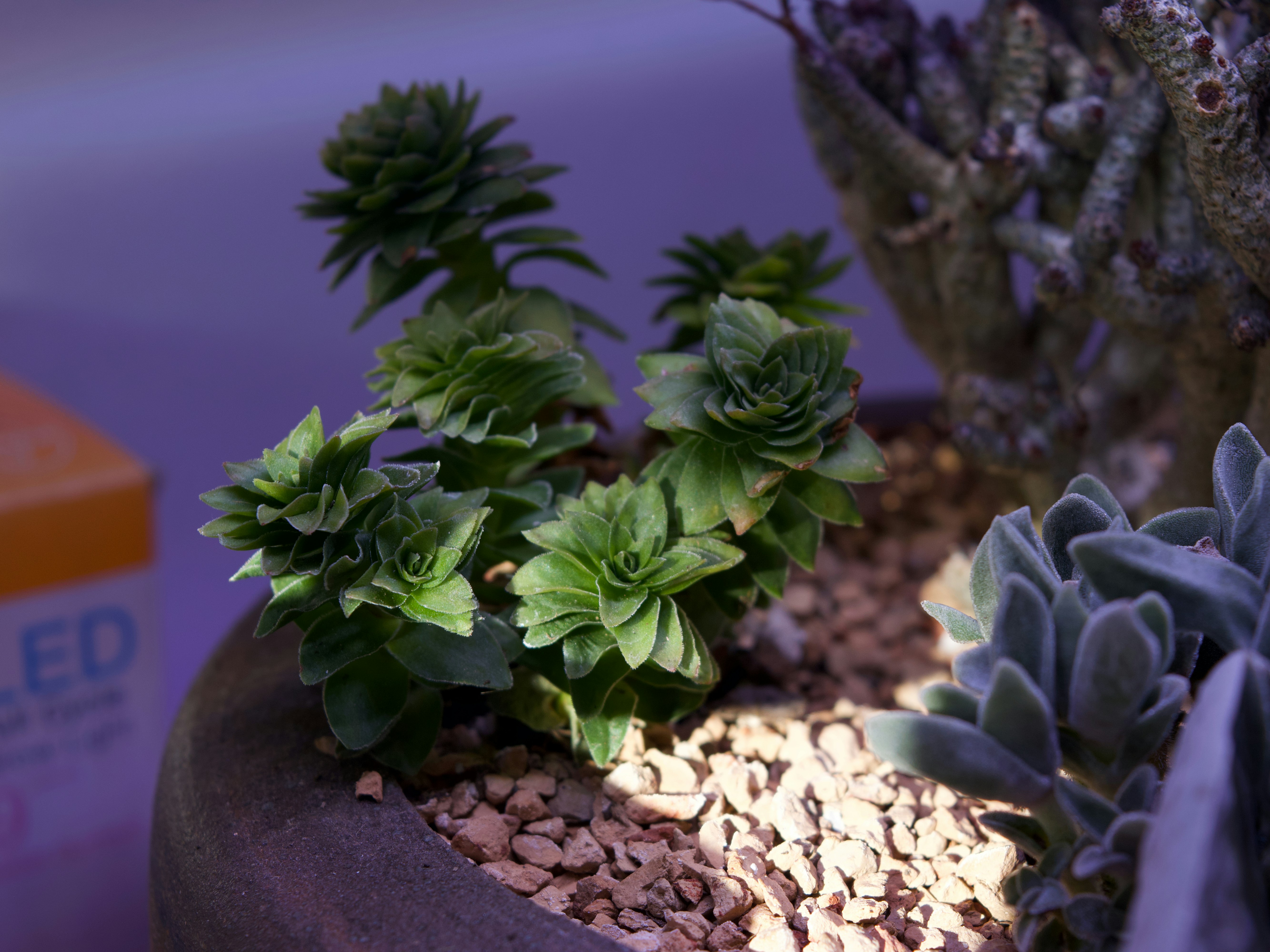 Violet Hour Over Emerald Rosettes in a Pebble Pot