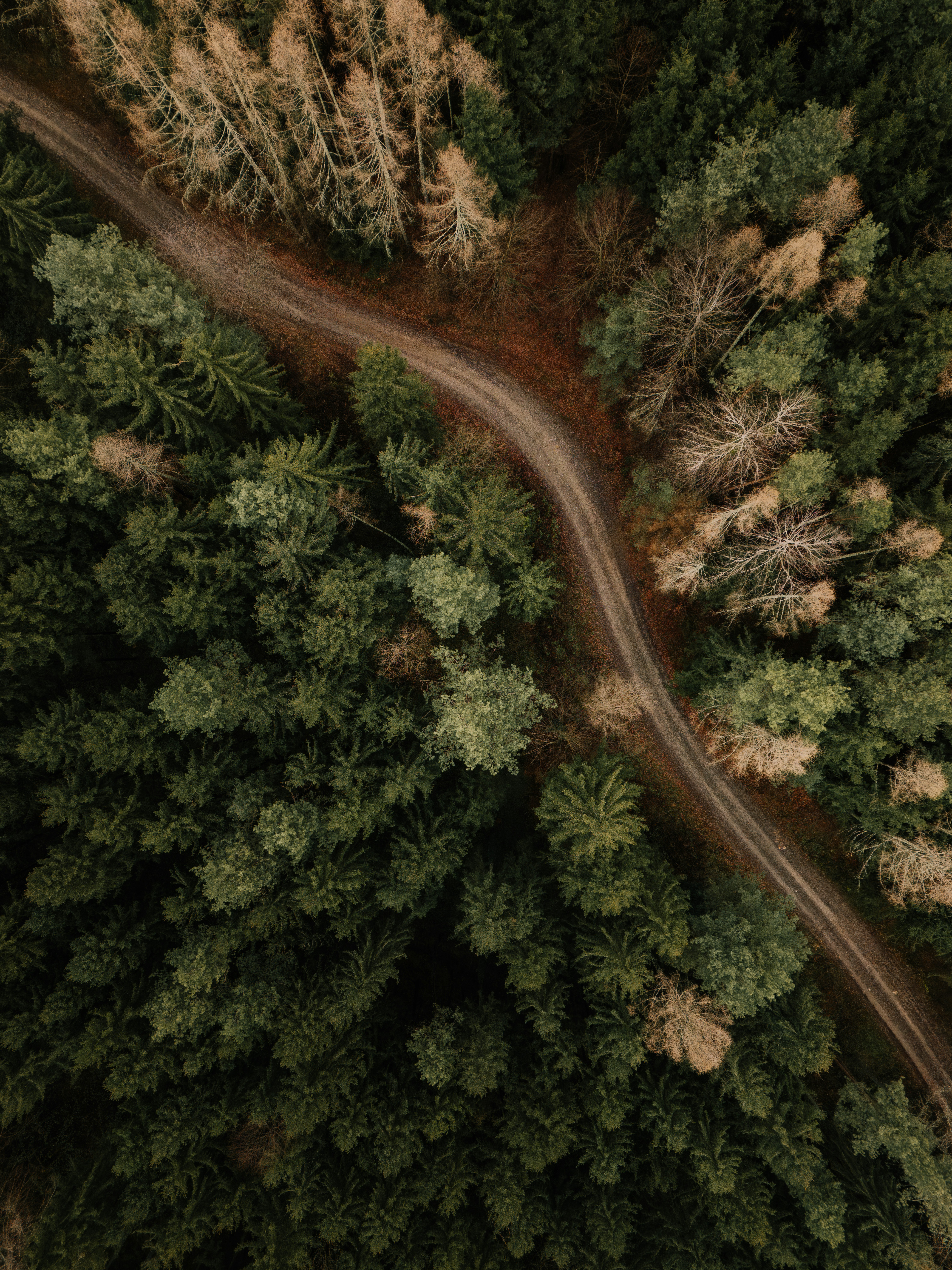 Forest Road Curves in Autumn Hues