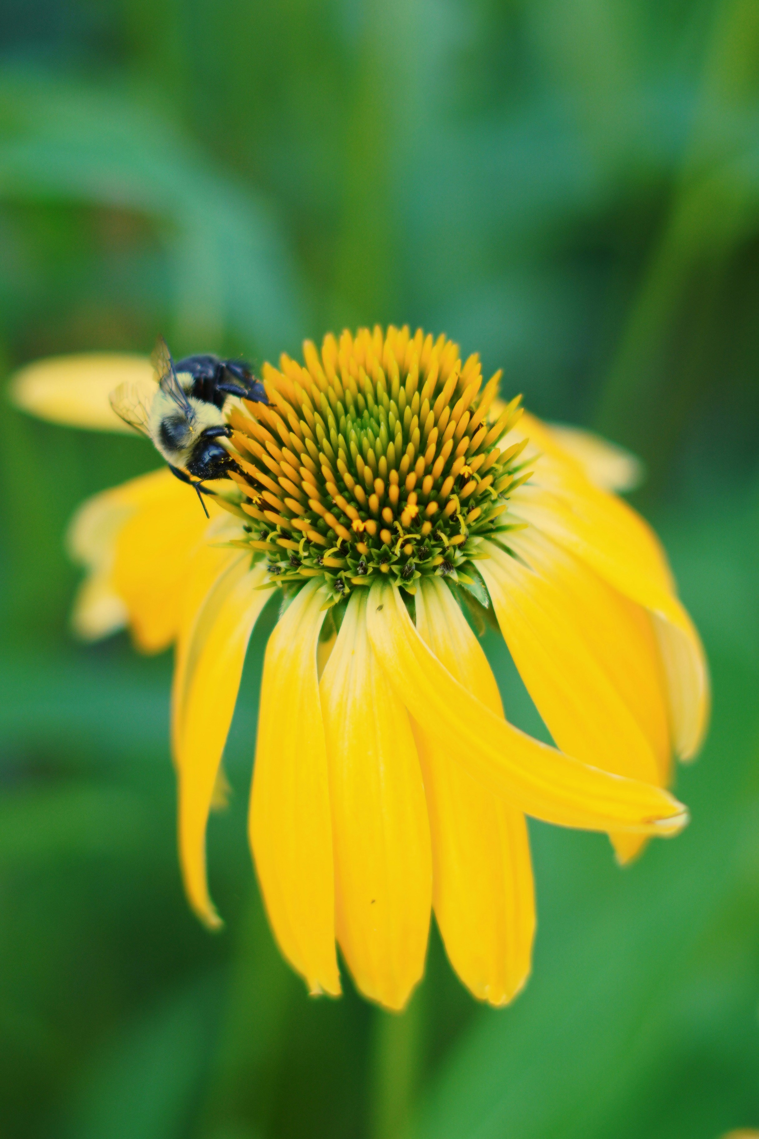 Bee on a Sunlit Coneflower: a Precise Macro Moment in Yellow and Green