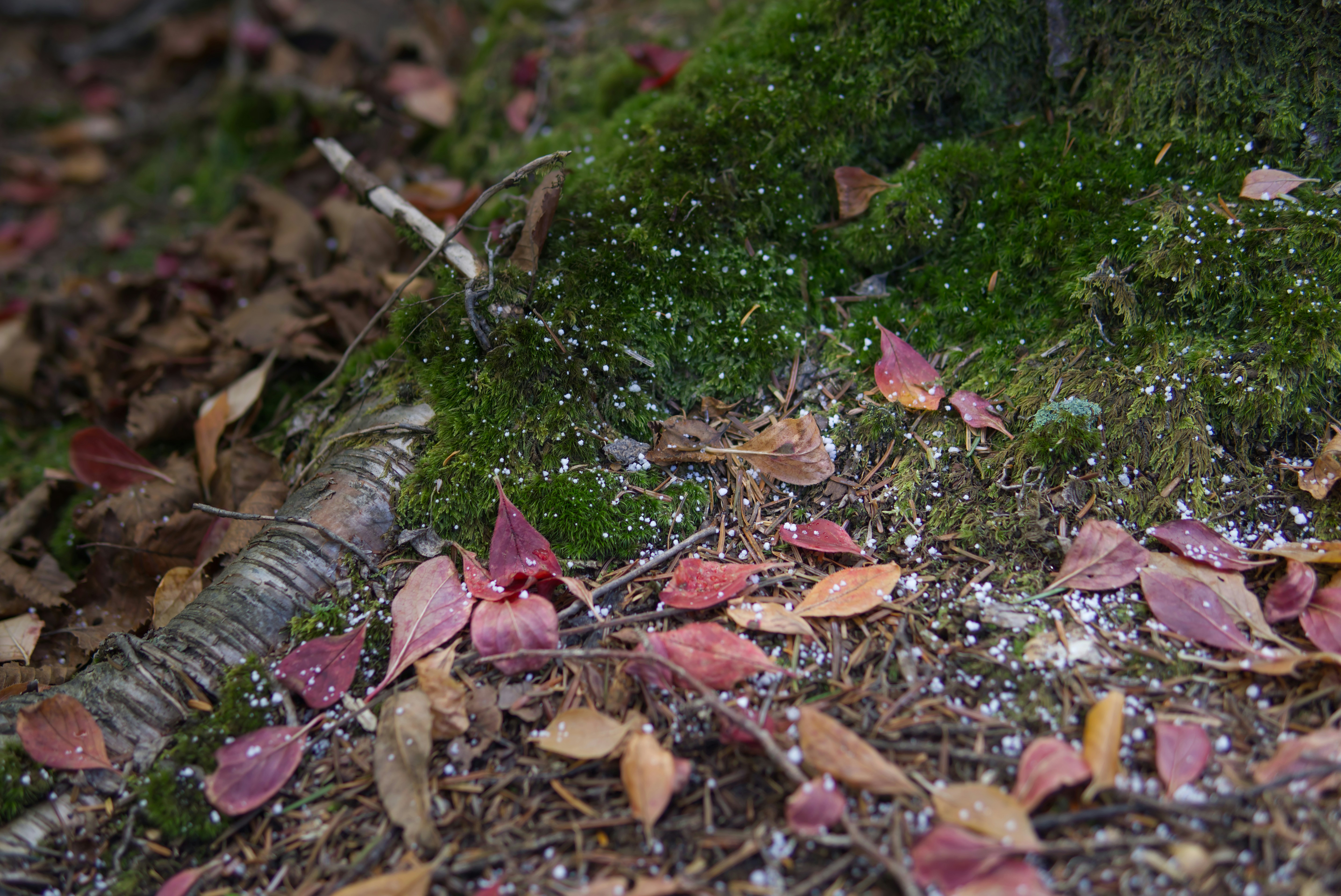 Dew-Kissed Moss and Leaf Carpet on a Forest Floor