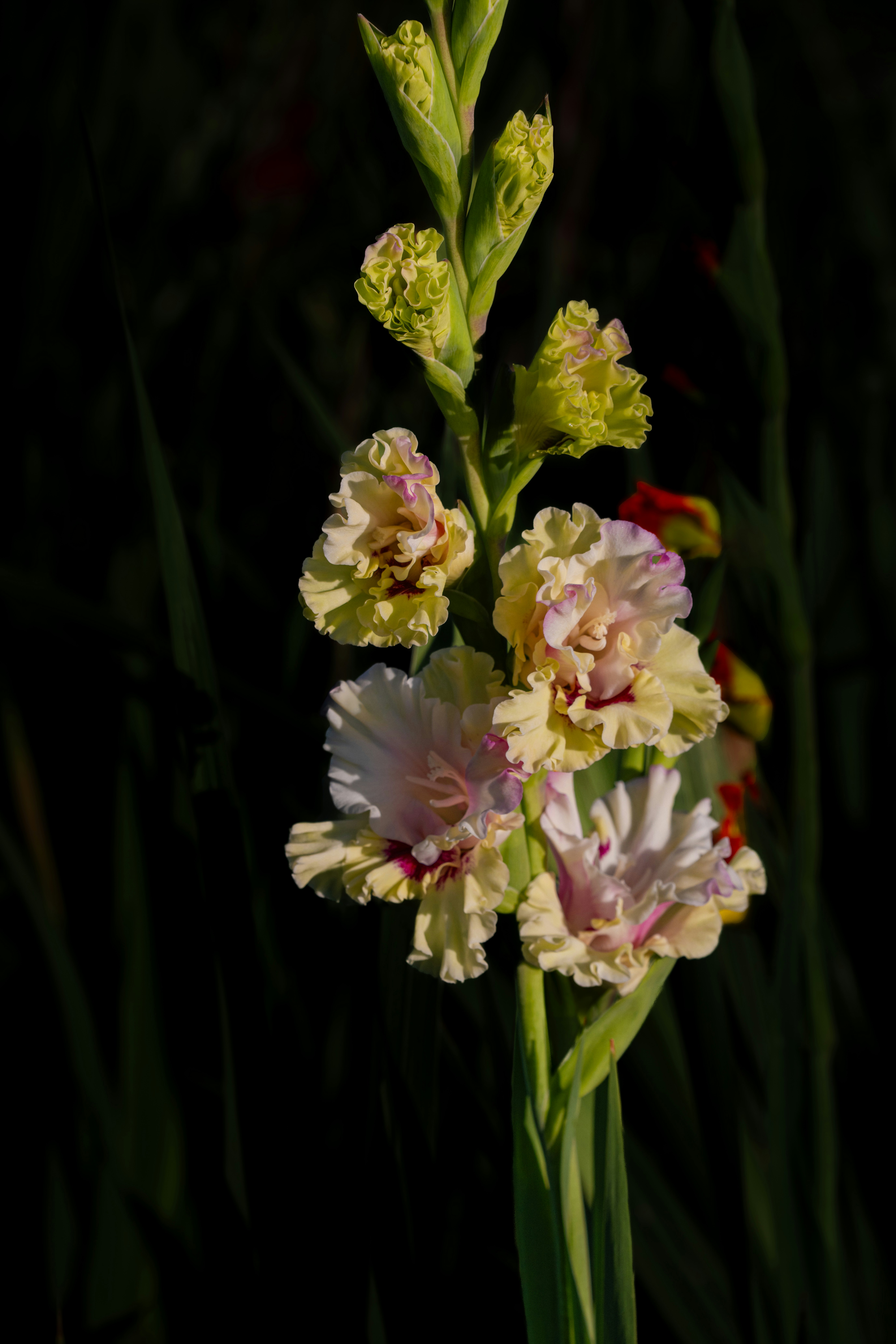 Photo by Siegfried Poepperl with Nikon Z8