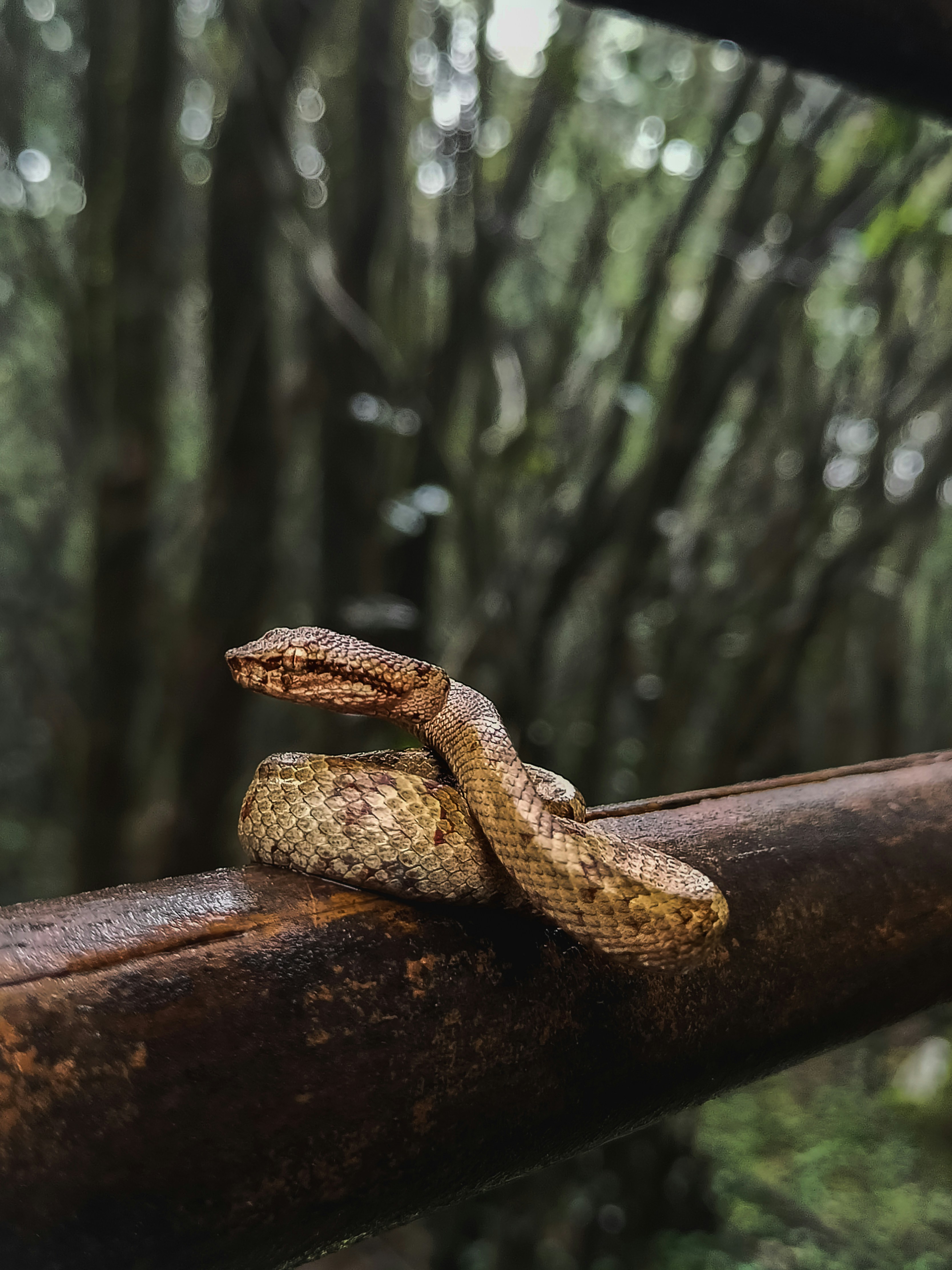 Malabar Pit Viper