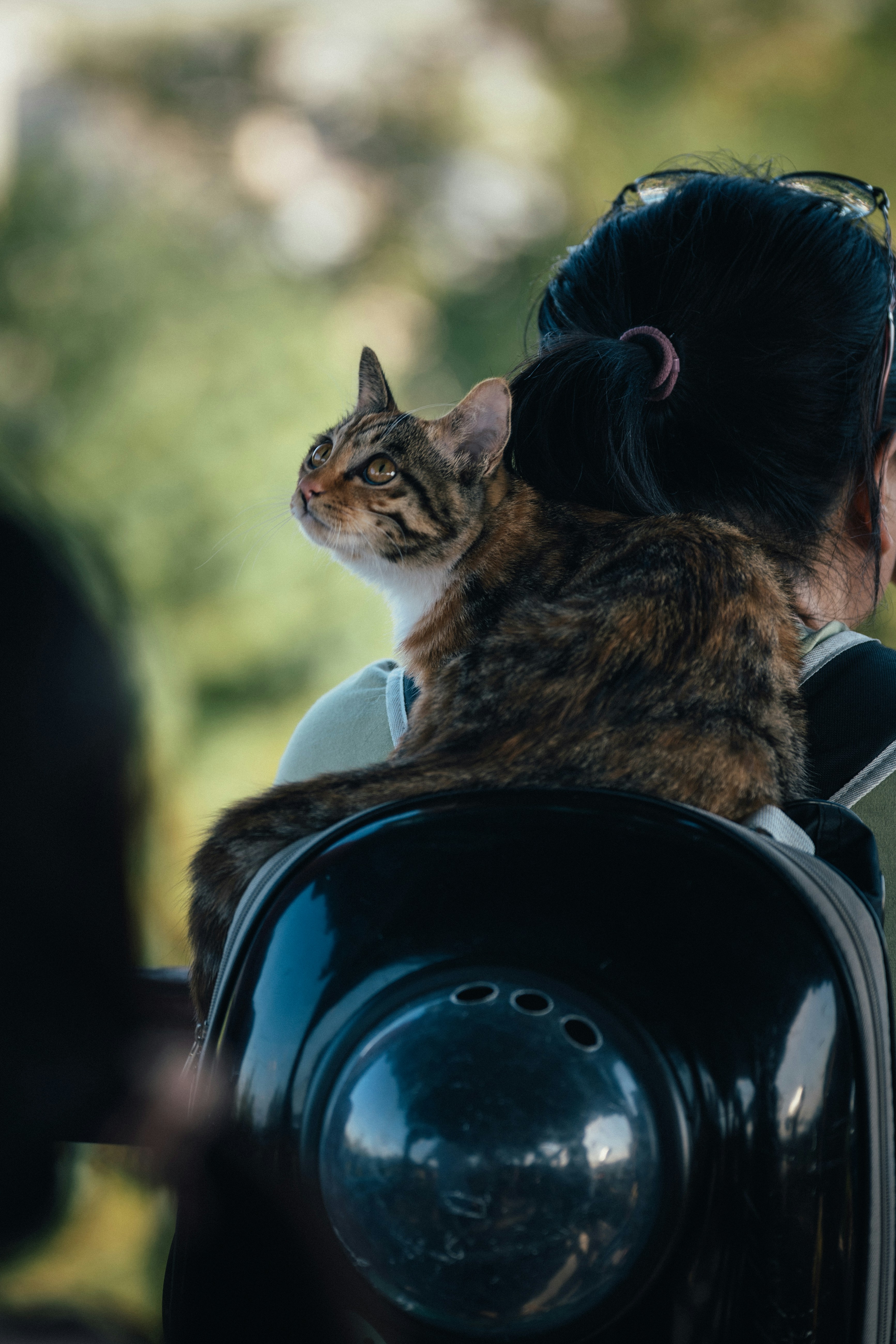 Whiskered Sentinel on a Park Backpack