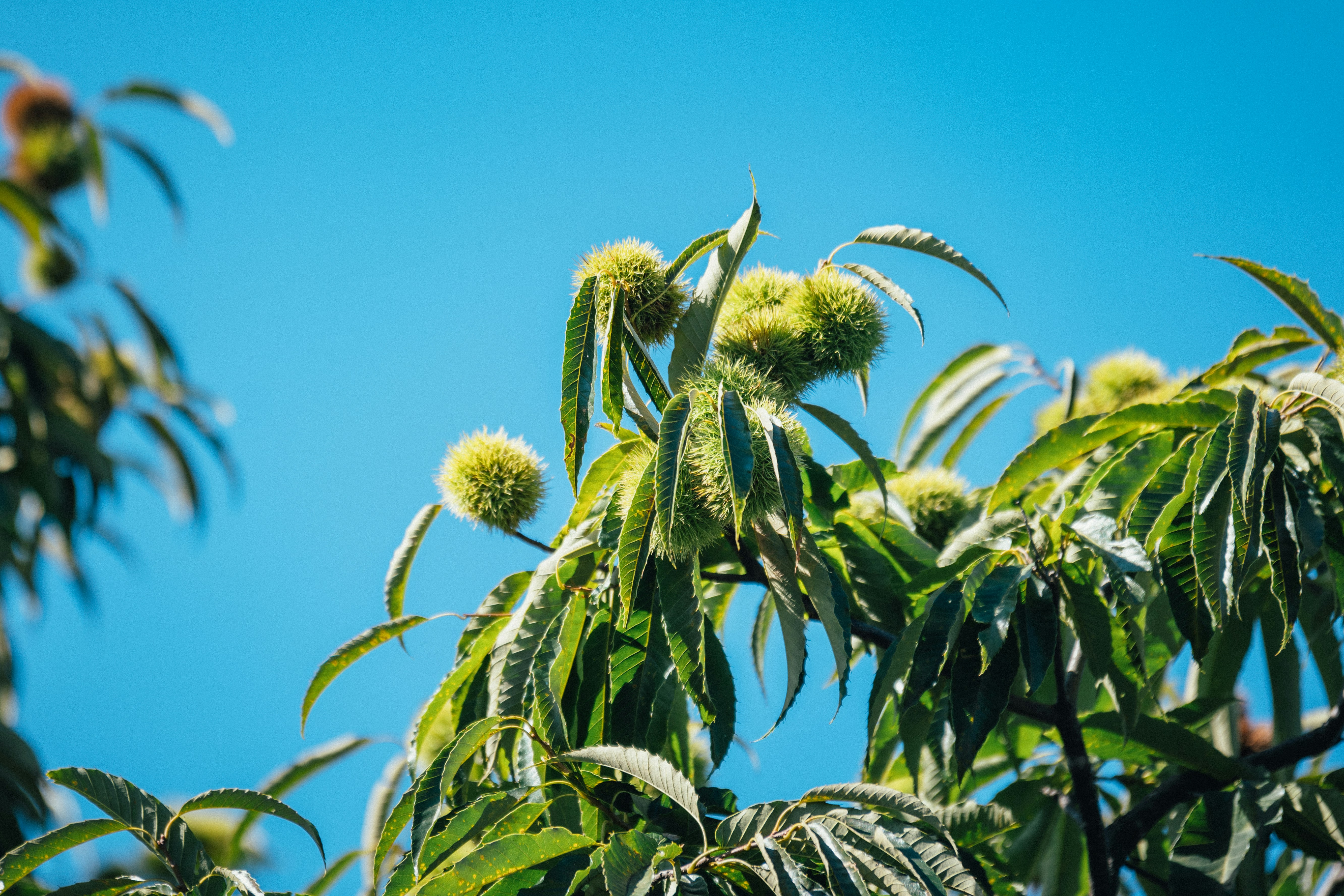Sunlit Chestnut Burrs Against a Clear Azure Sky
