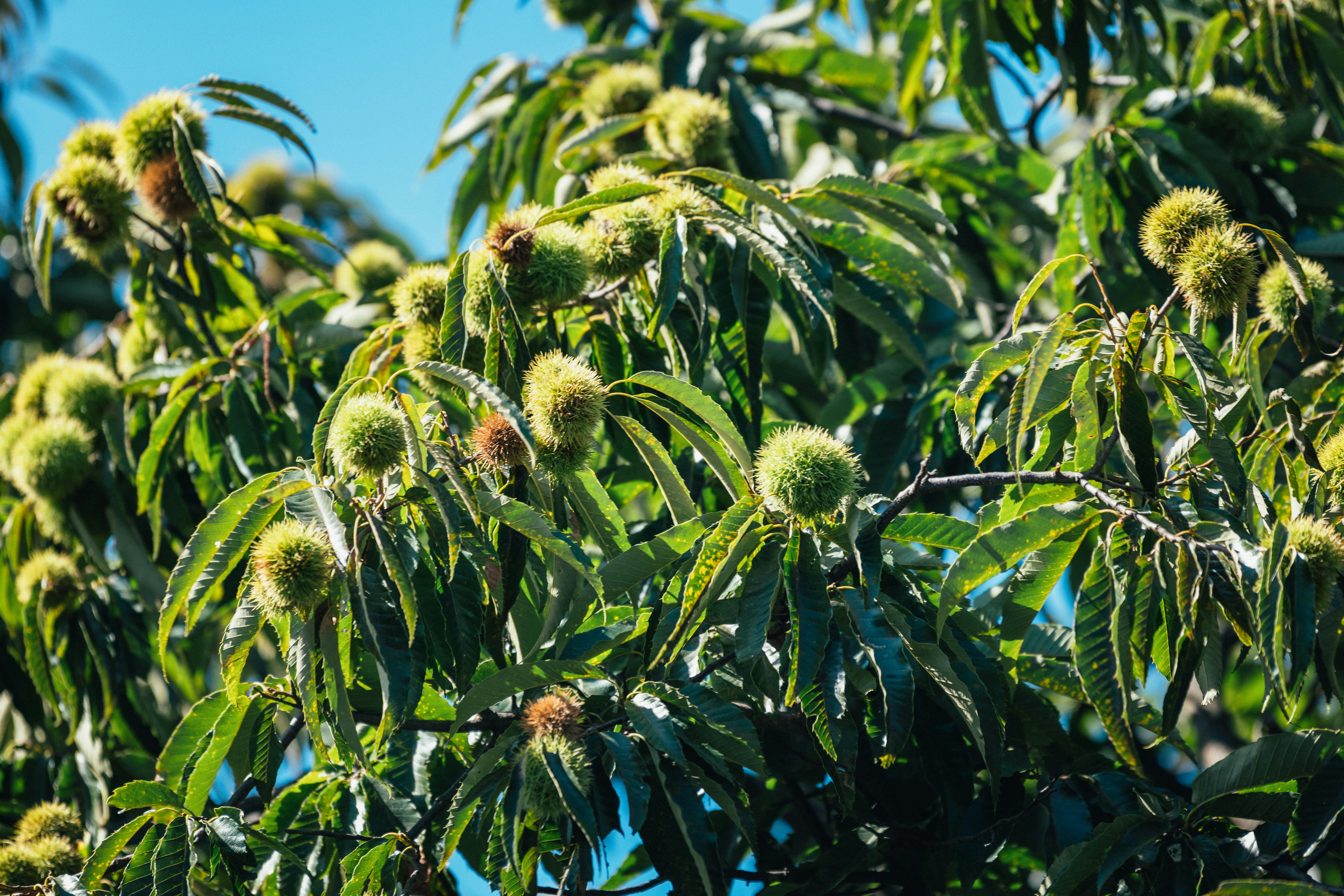 Sunlit Chestnut Burrs: Close-Up of Spiky Green Seed Pods Amid Blue Sky