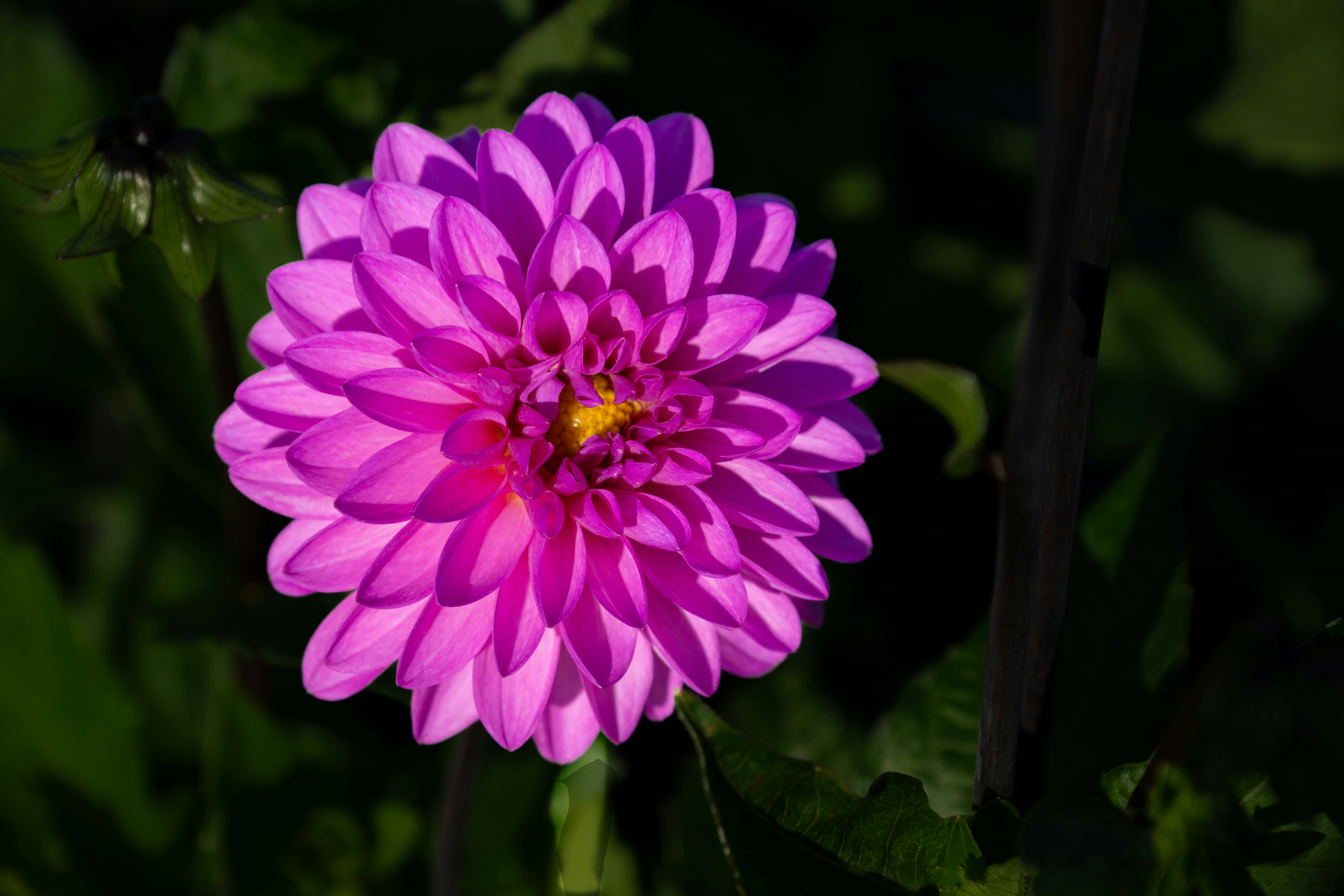 Photo by Siegfried Poepperl with Nikon Z8