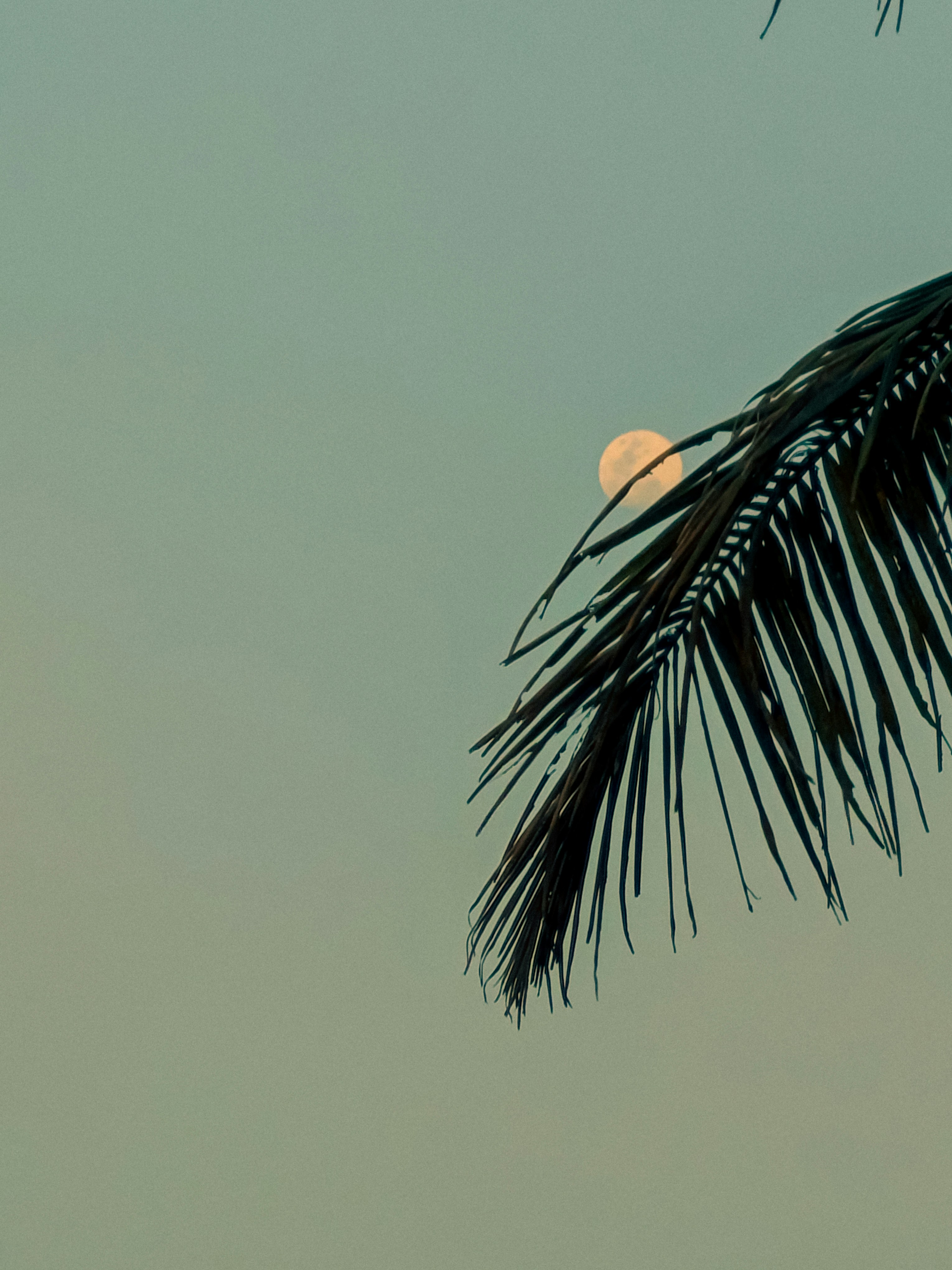 Moonlit Fronds Over a Quiet Horizon
