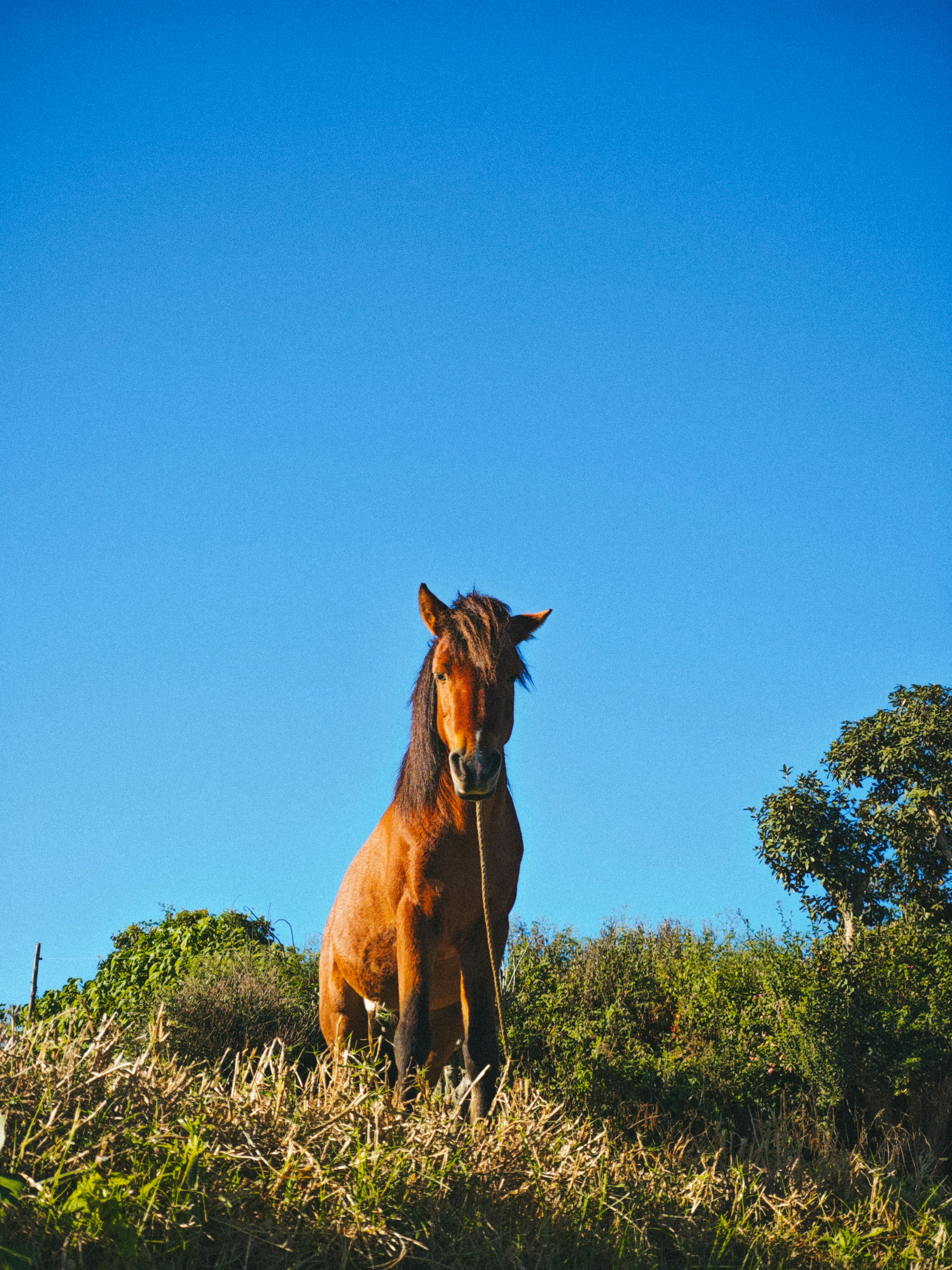 Brown horse standing atop a grassy slope under a clear blue sky; foreground grasses and shrubs frame the animal, emphasizing its presence in a rural landscape.