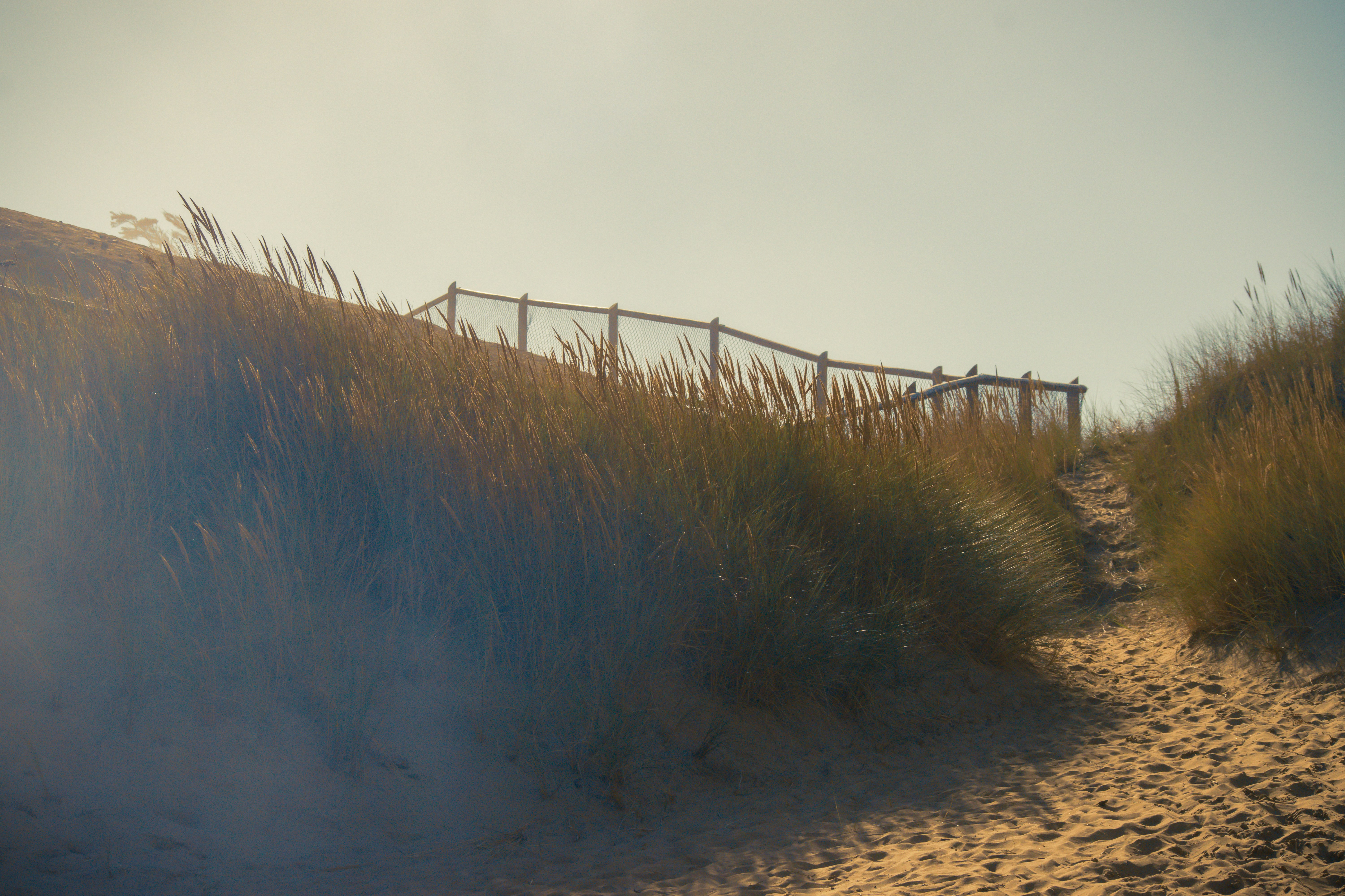 Golden Dune Corridor: A Sunlit Path Between Wind-sculpted Grasses and a Weathered Fence