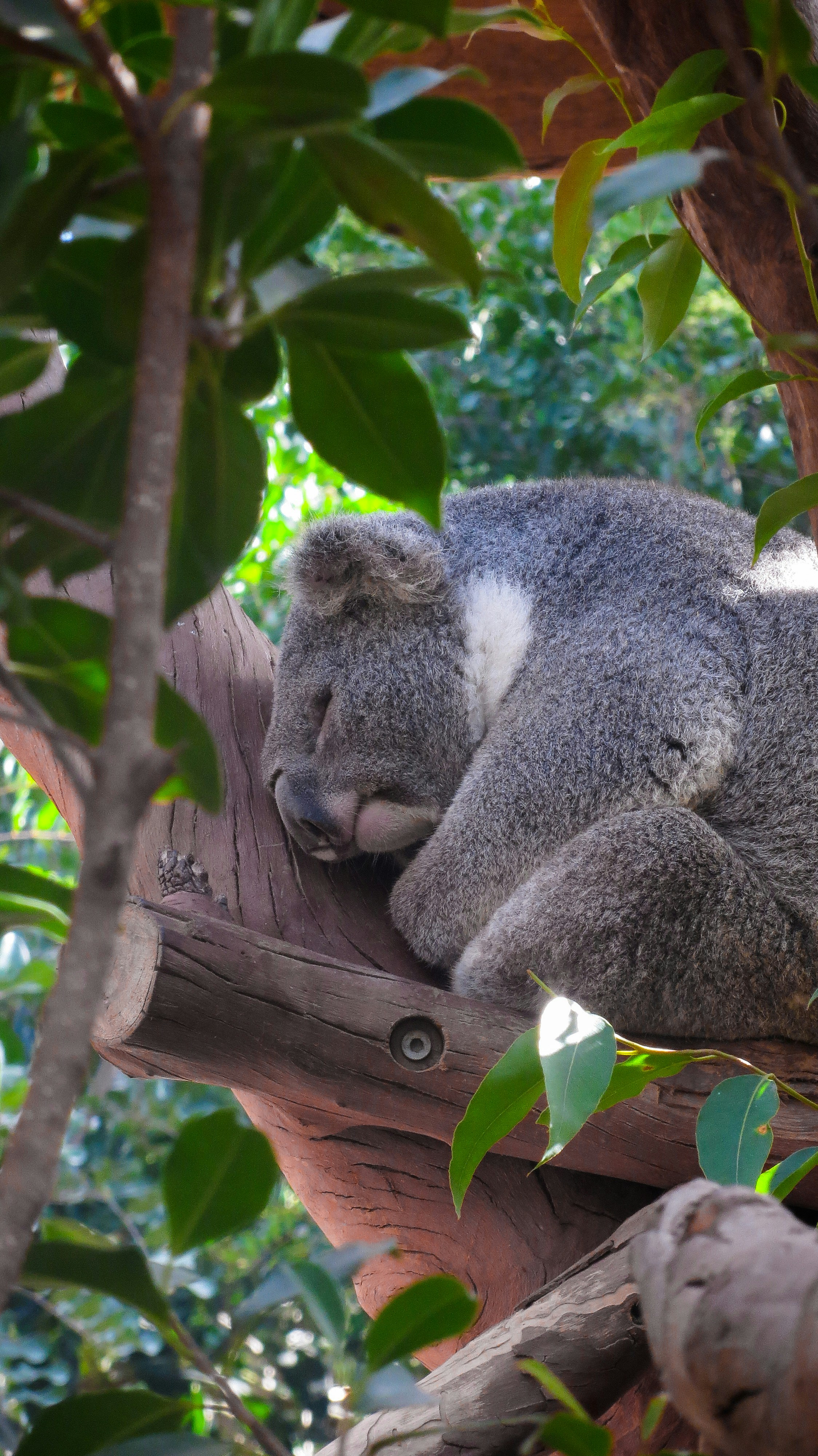 A koala sleeps peacefully in a tree.