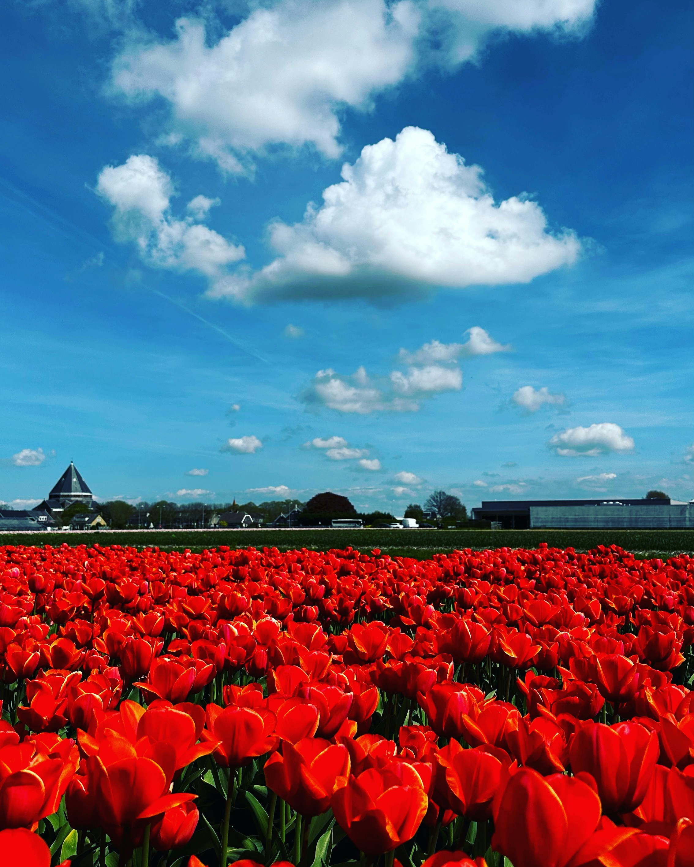 Crimson Tulip Frontier Under a Cloud-Dotted Blue Sky