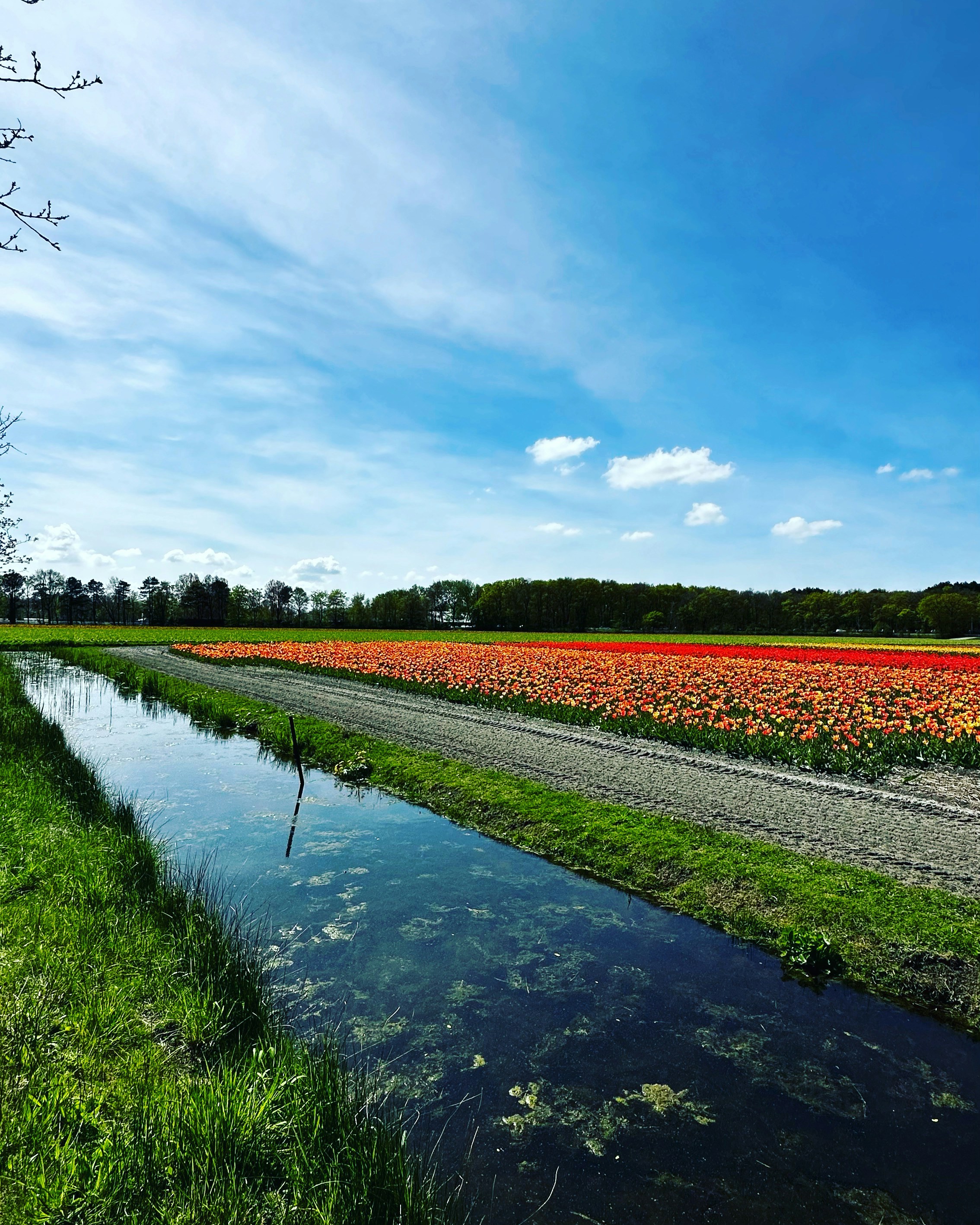 Orange Tulip Row Framing a Narrow Canal Under a Wide Blue Sky