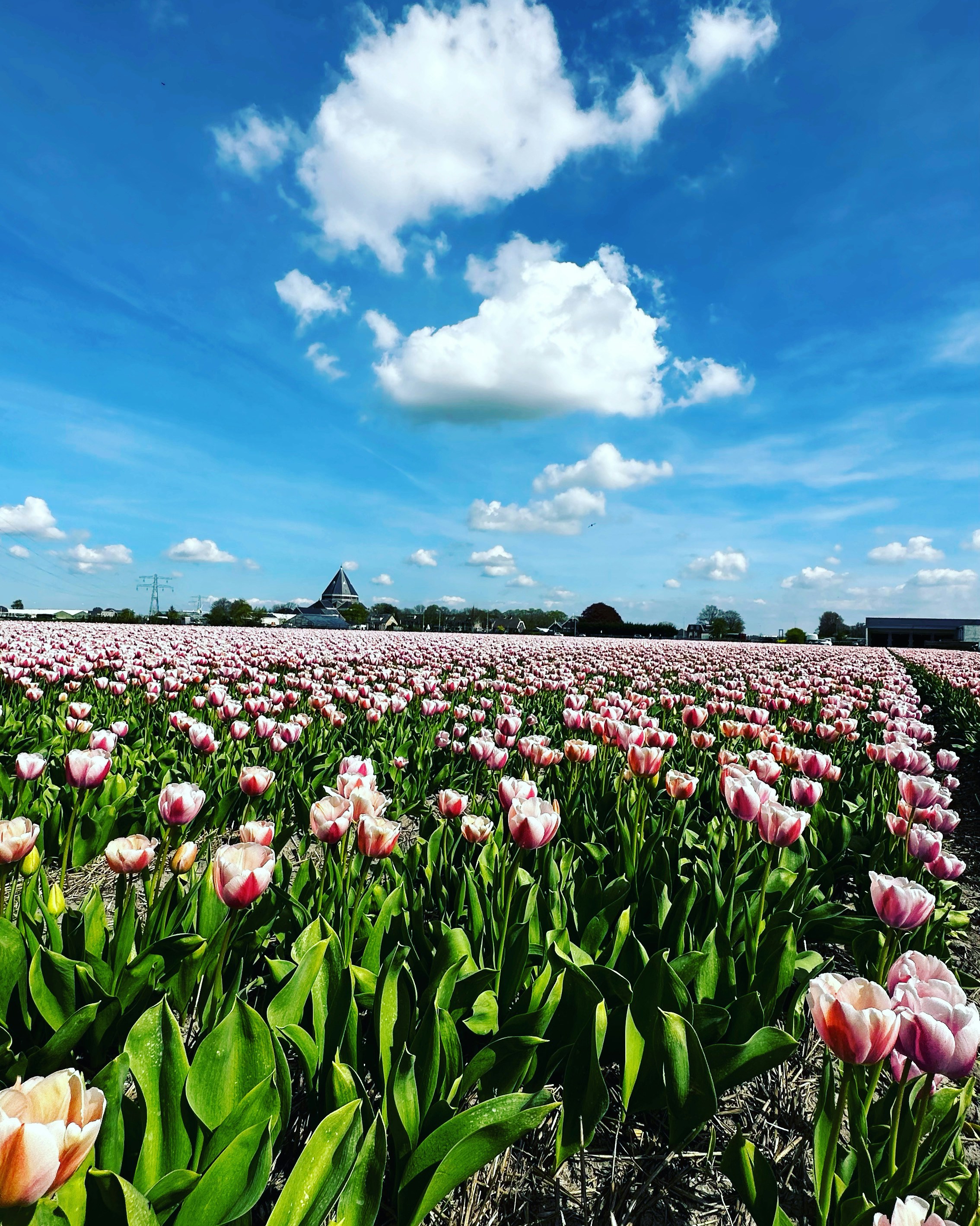 Sea of Pink Tulips Beneath a Cloud-Swept Sky