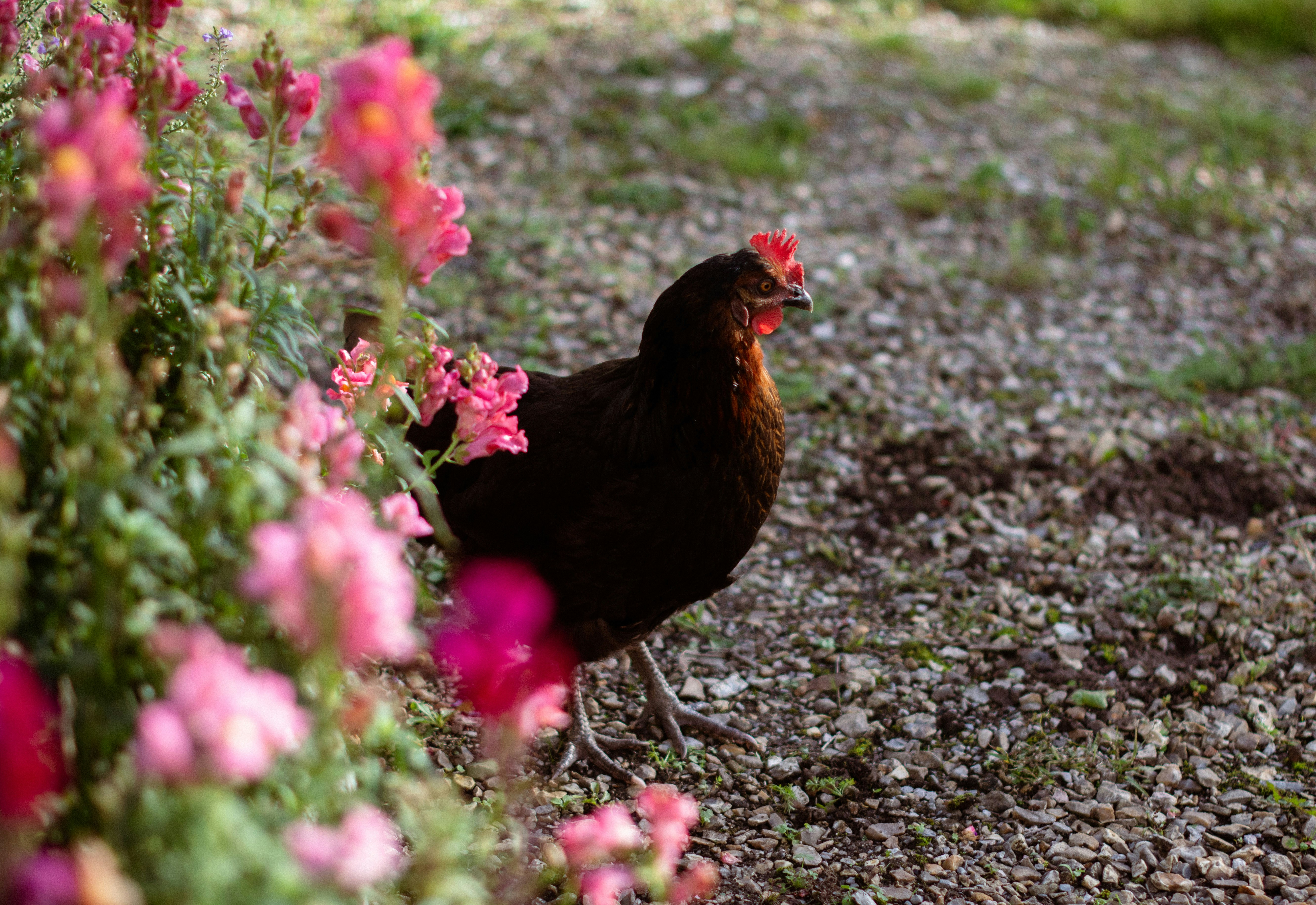 Hen among blush-flowered border along a sunlit gravel path