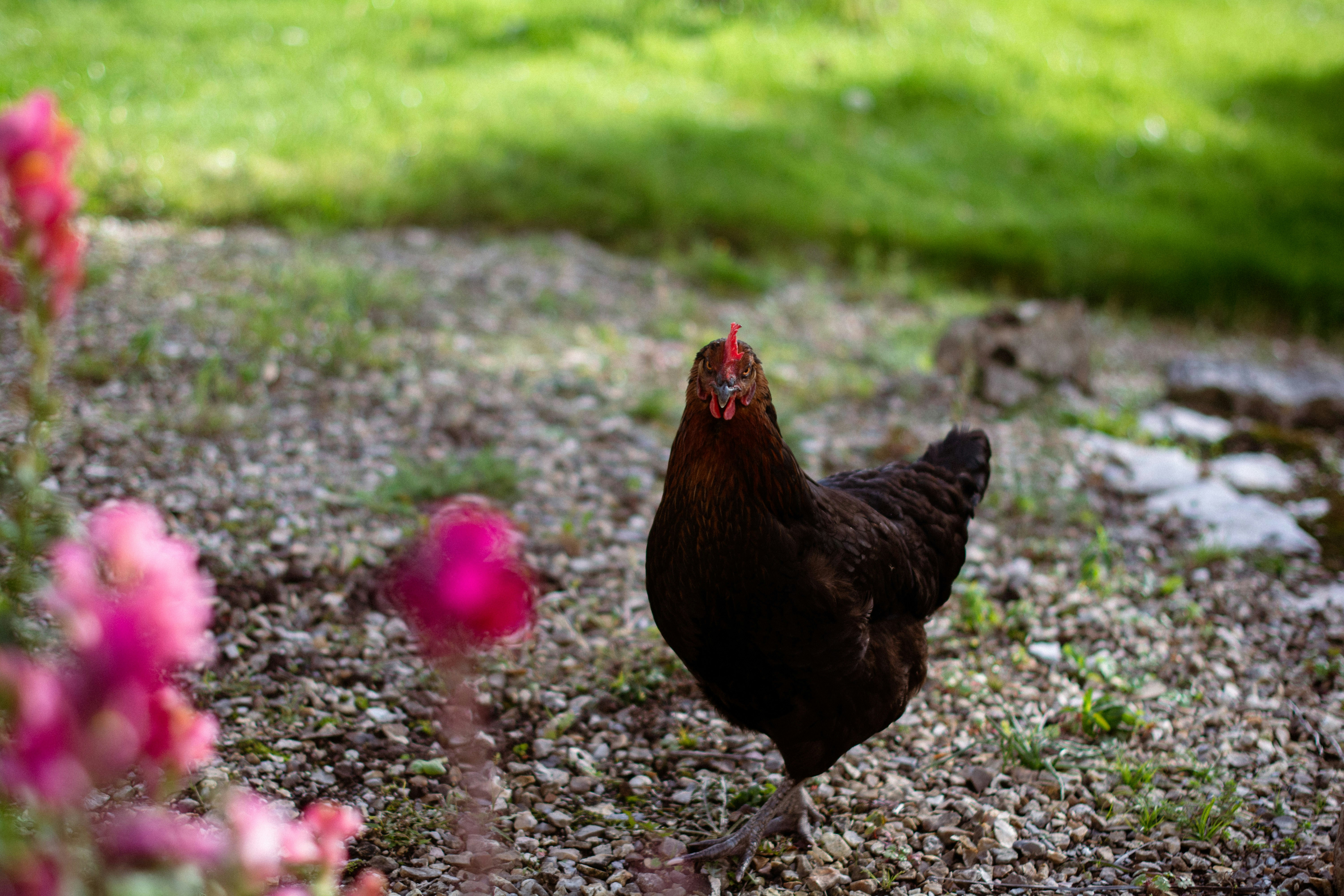 Garden Watcher: Rooster on a Pebble Path Among Blurred Pink Blooms