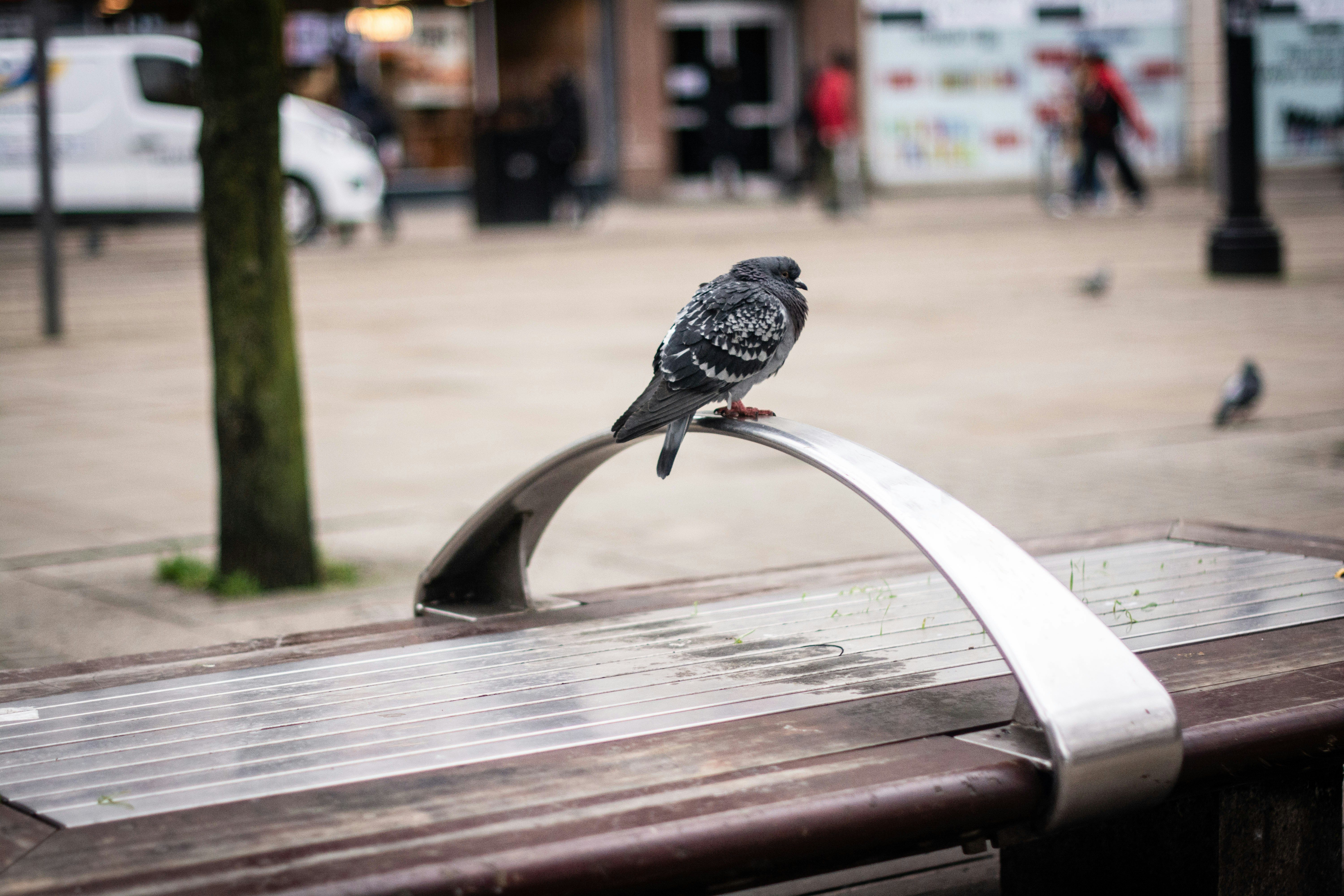 Arc of Quiet: A Pigeon Perches on a Curved Bench in the City Square