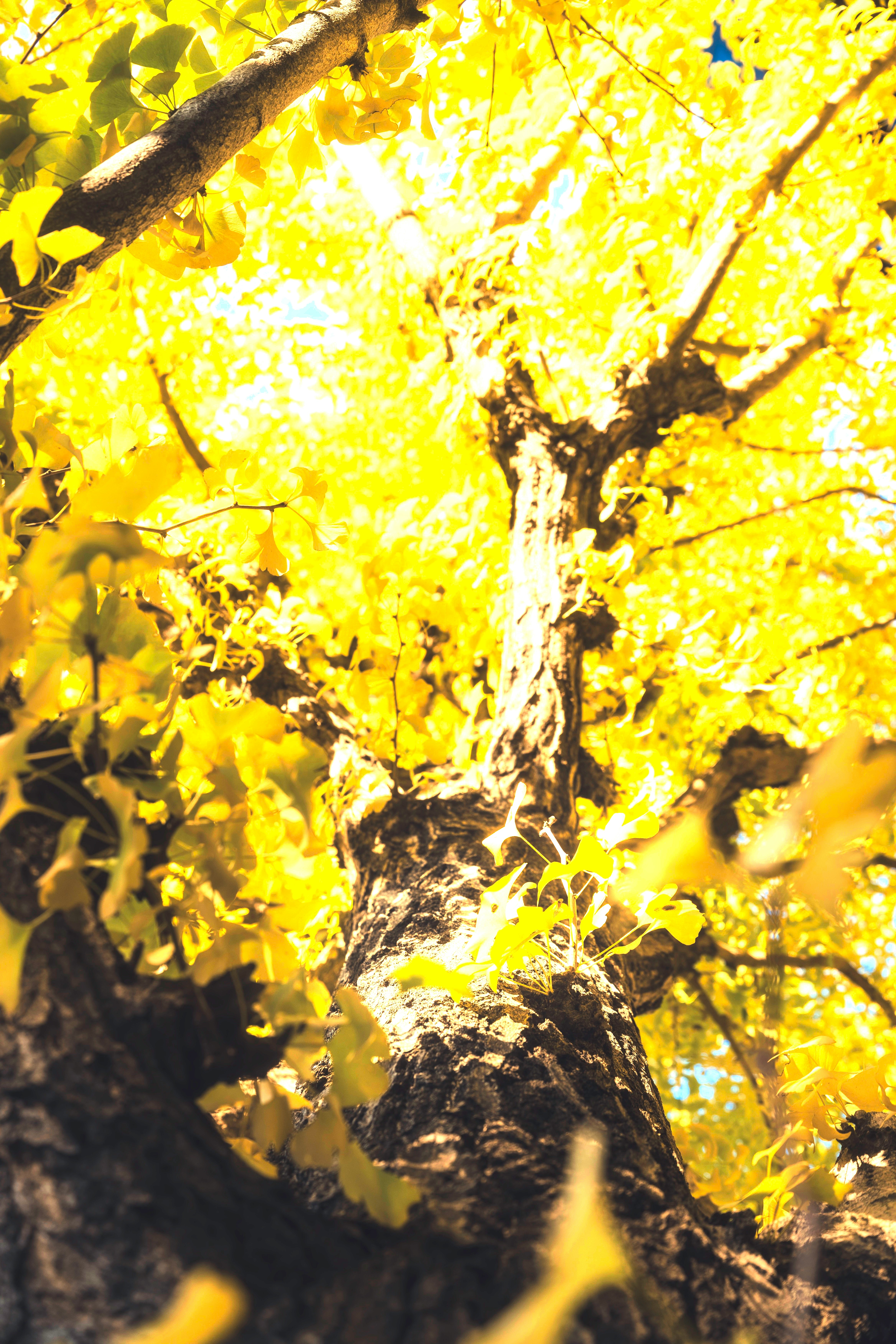 Gilded Canopy: Upward View Through a Sunlit Autumn Trunk