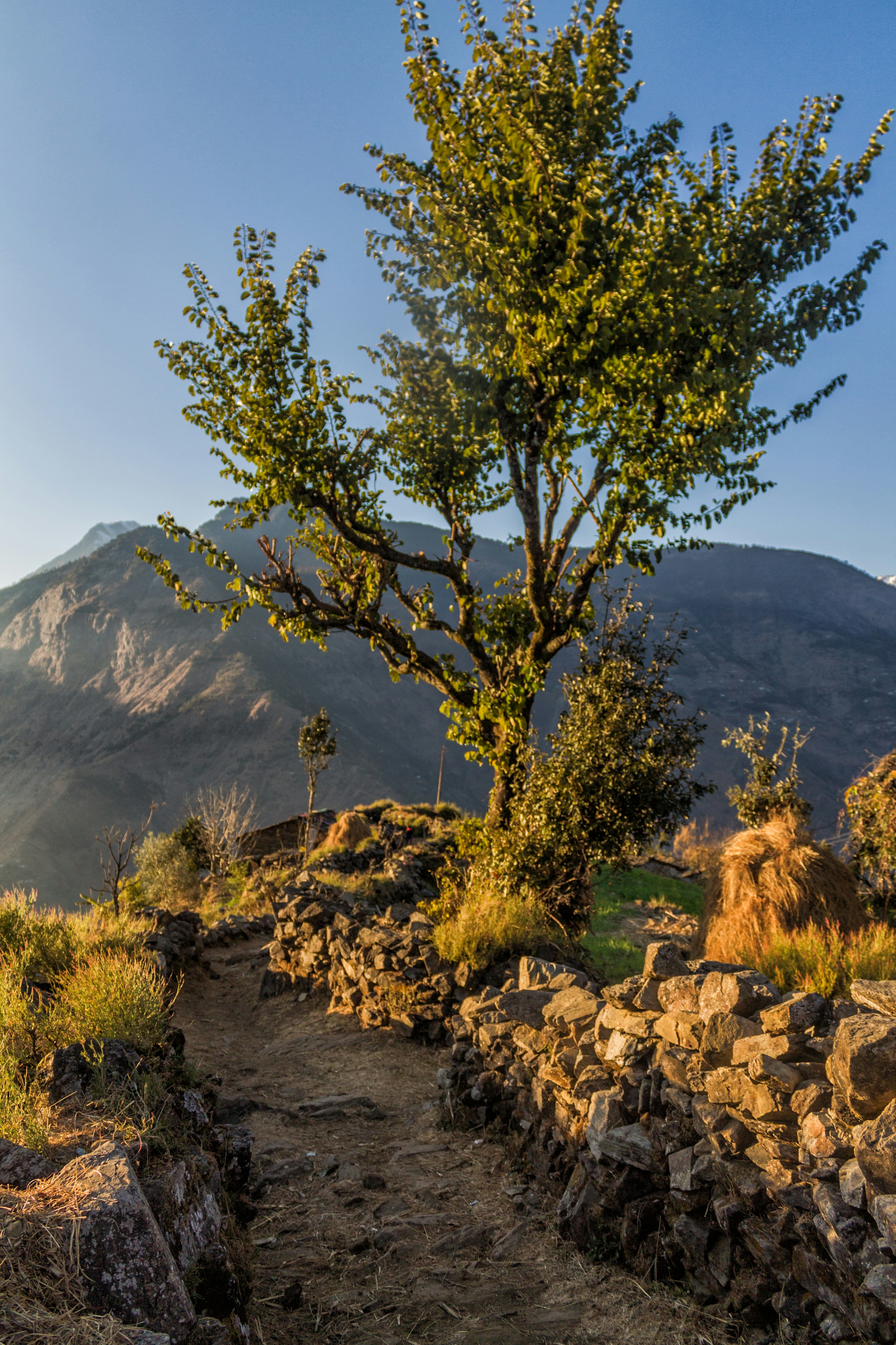 Gnarled Tree on a Mountain Path Amid Rugged Terraces
