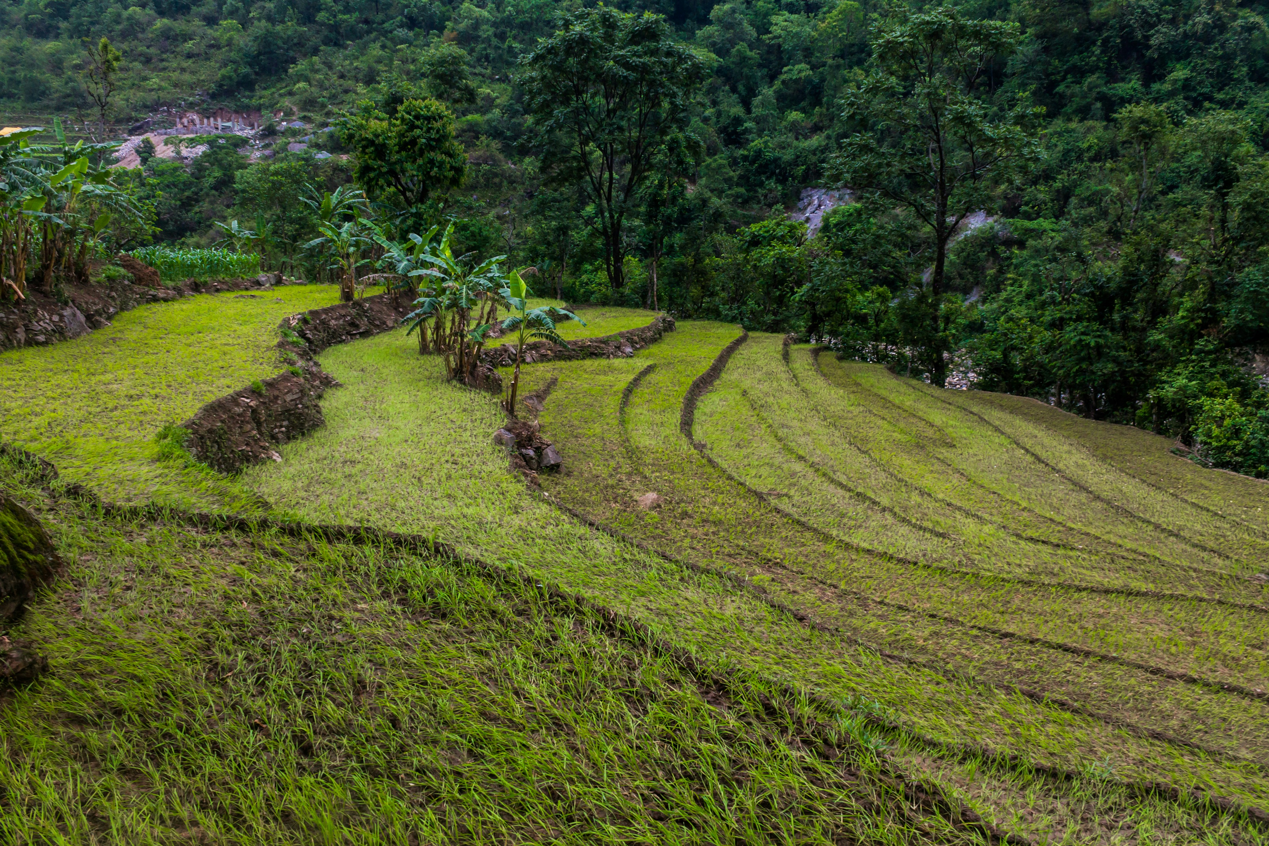 Lush Rice Fields in the Hills of Darchula, Nepal
